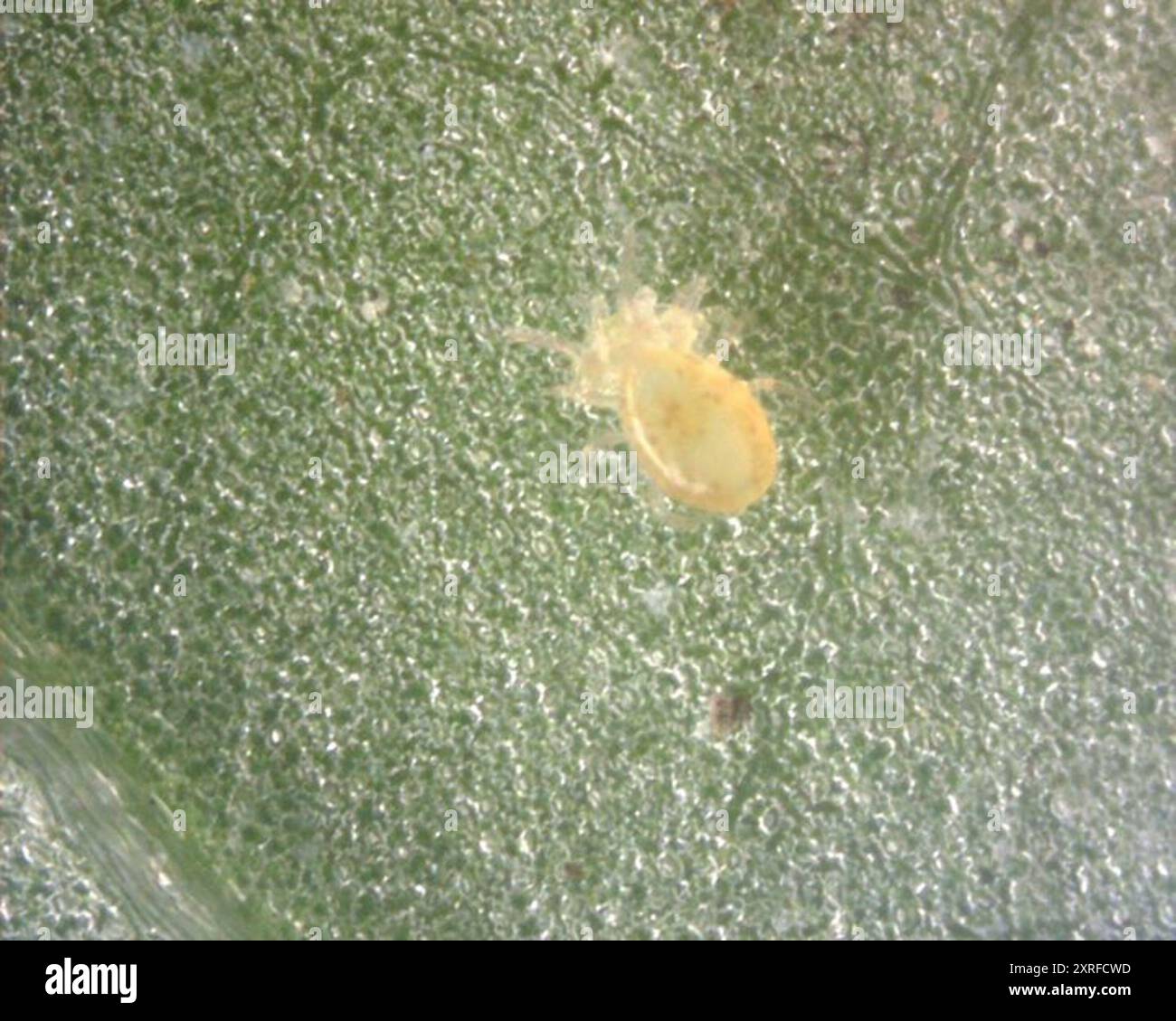Mesostigs (Mesostigmata) Arachnida Stock Photo - Alamy