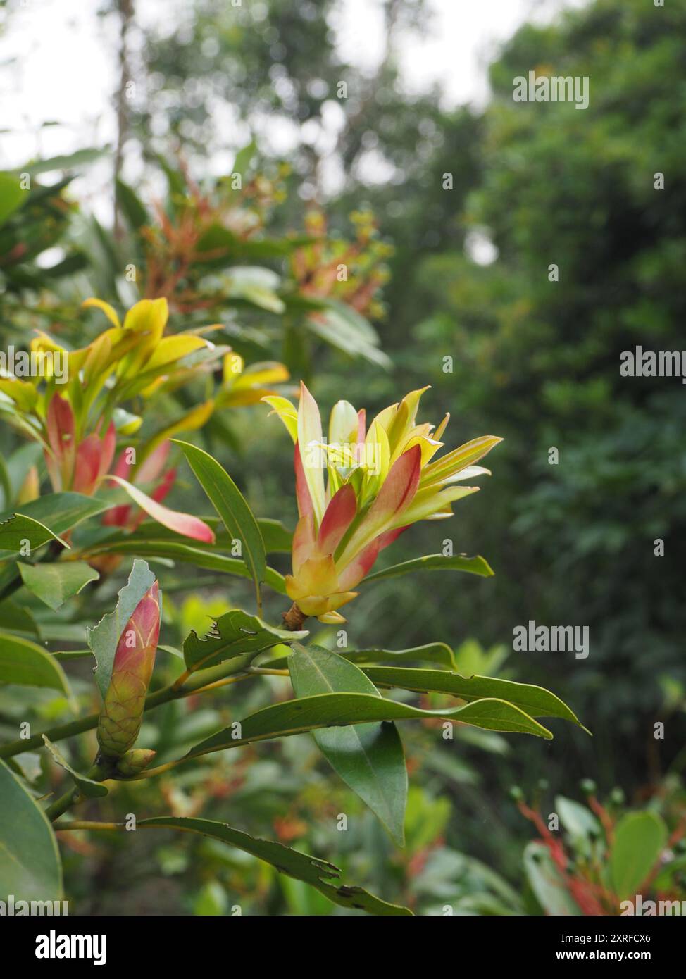 Machilus thunbergii hi-res stock photography and images - Alamy