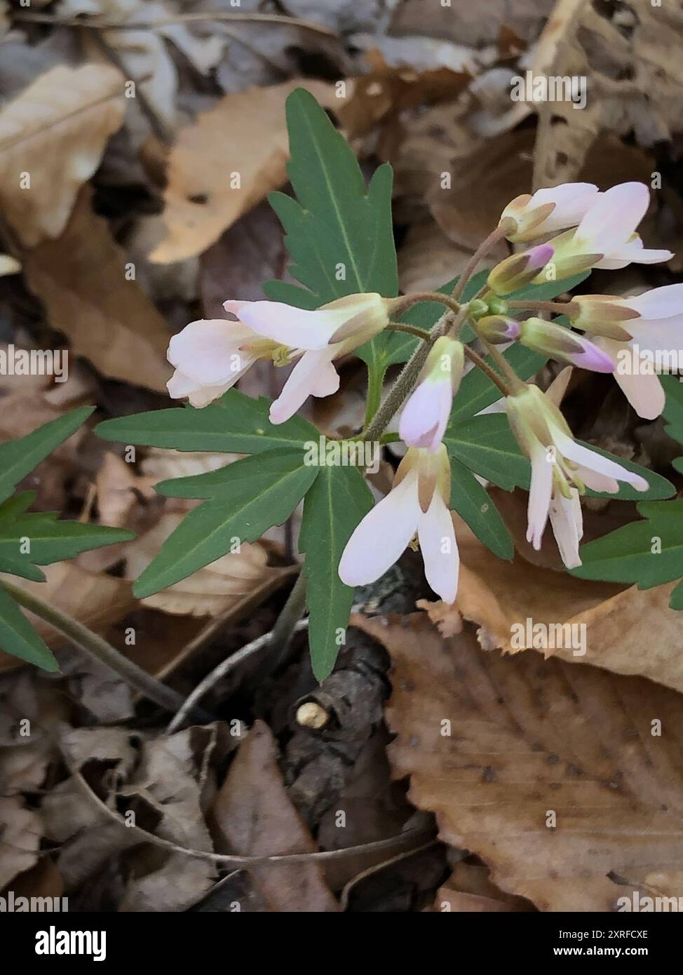 Slender toothwort (Cardamine angustata) Plantae Stock Photo - Alamy