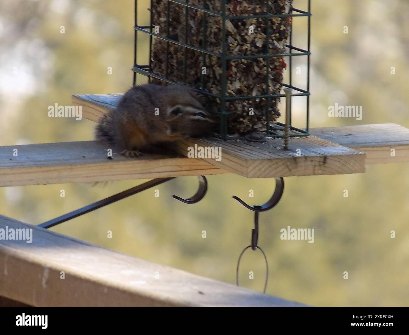 Cliff Chipmunk (Neotamias dorsalis) Mammalia Stock Photo - Alamy