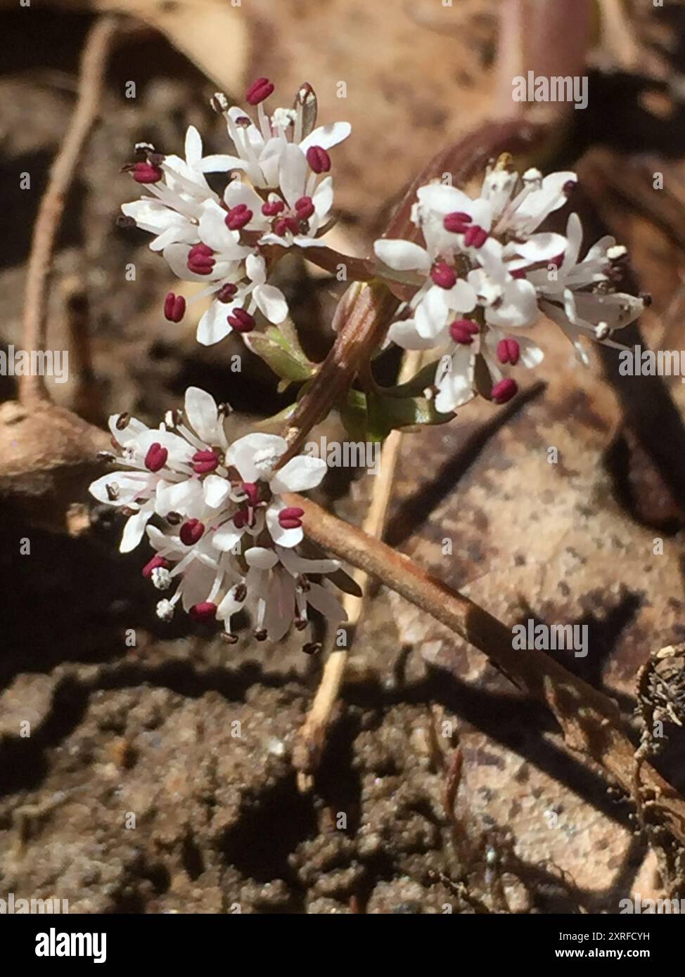 harbinger of spring (Erigenia bulbosa) Plantae Stock Photo - Alamy