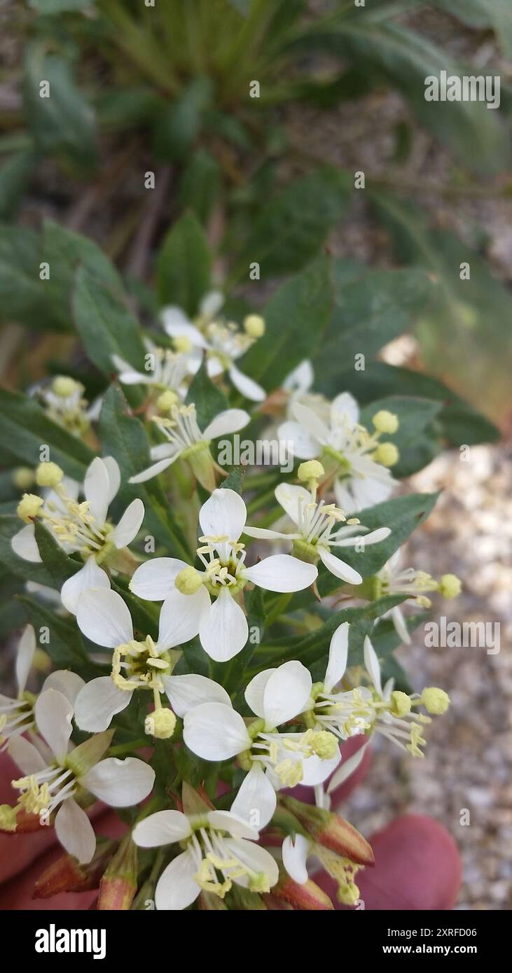 Booth's Evening Primrose (Eremothera boothii) Plantae Stock Photo - Alamy
