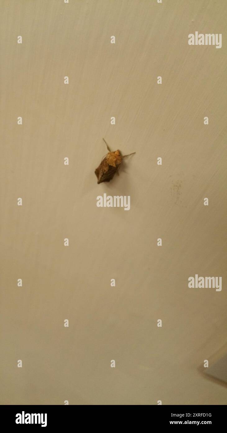 (Miresa kwangtungensis) Insecta Stock Photo - Alamy