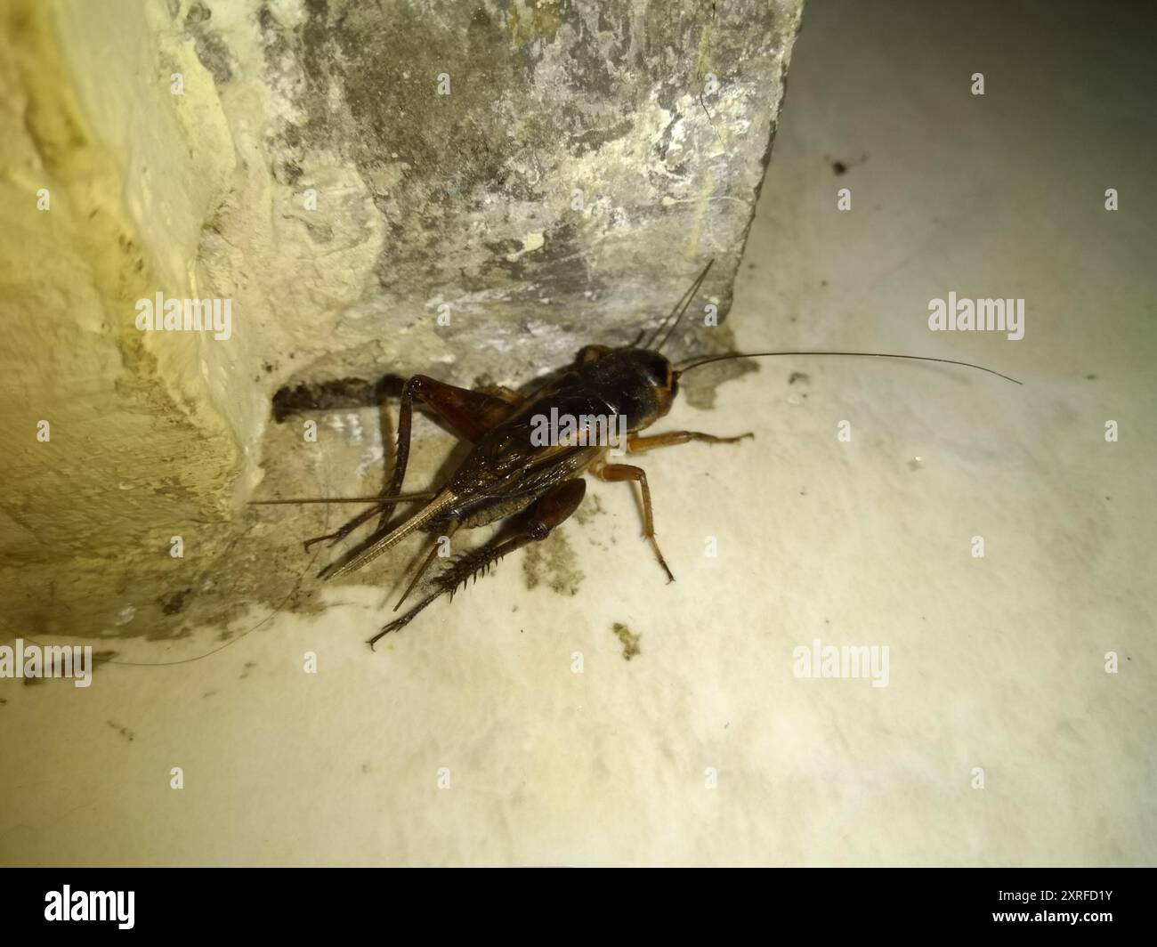 House Cricket (Acheta domesticus) Insecta Stock Photo - Alamy