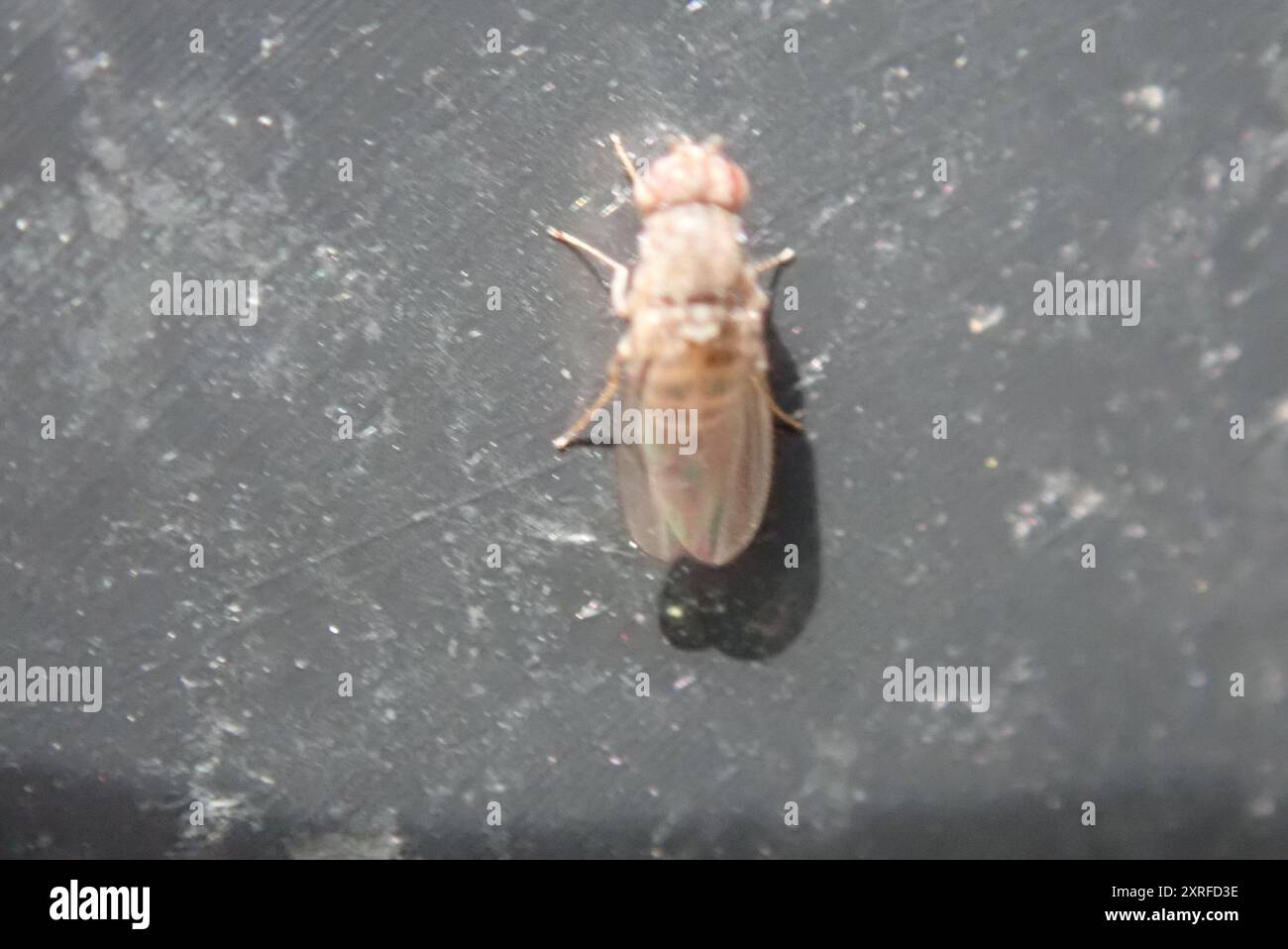 (Drosophila repleta) Insecta Stock Photo - Alamy