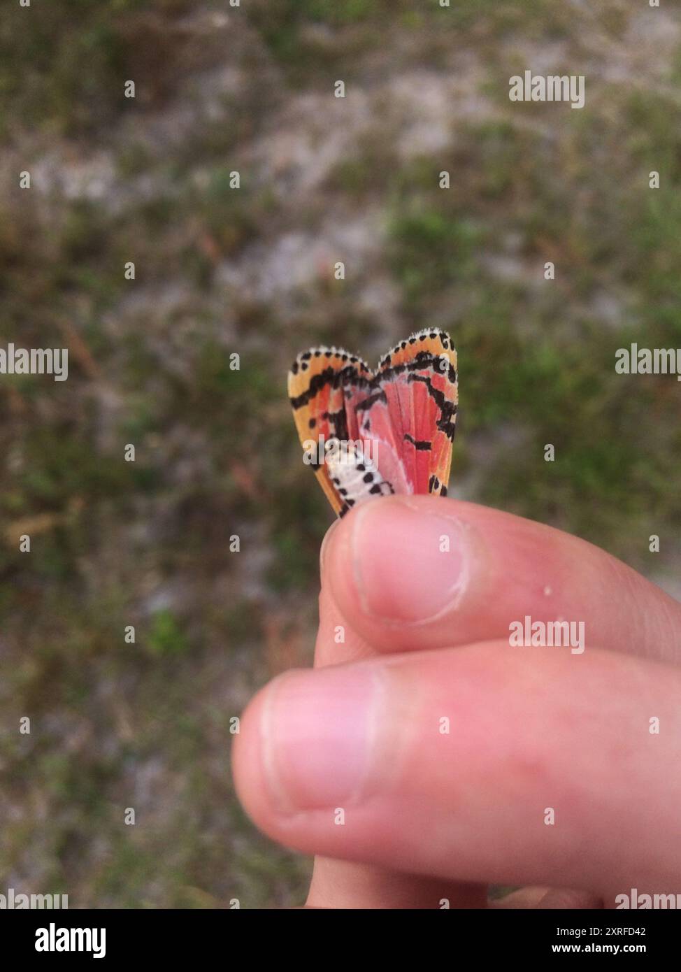 Ornatrix hi-res stock photography and images - Alamy