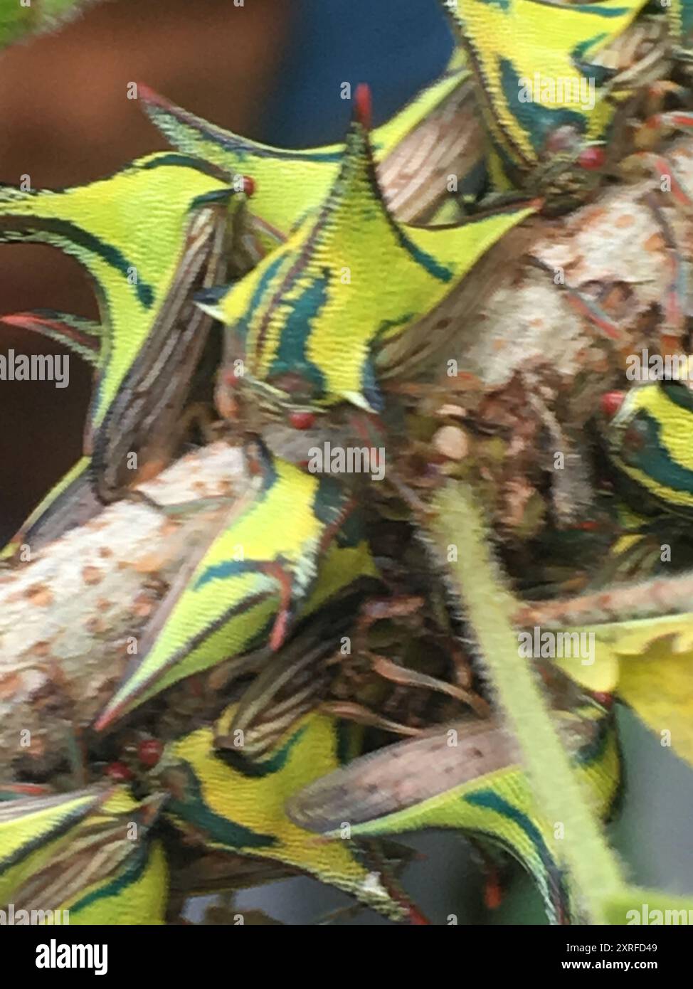 Thorn Treehopper (Umbonia crassicornis) Insecta Stock Photo - Alamy