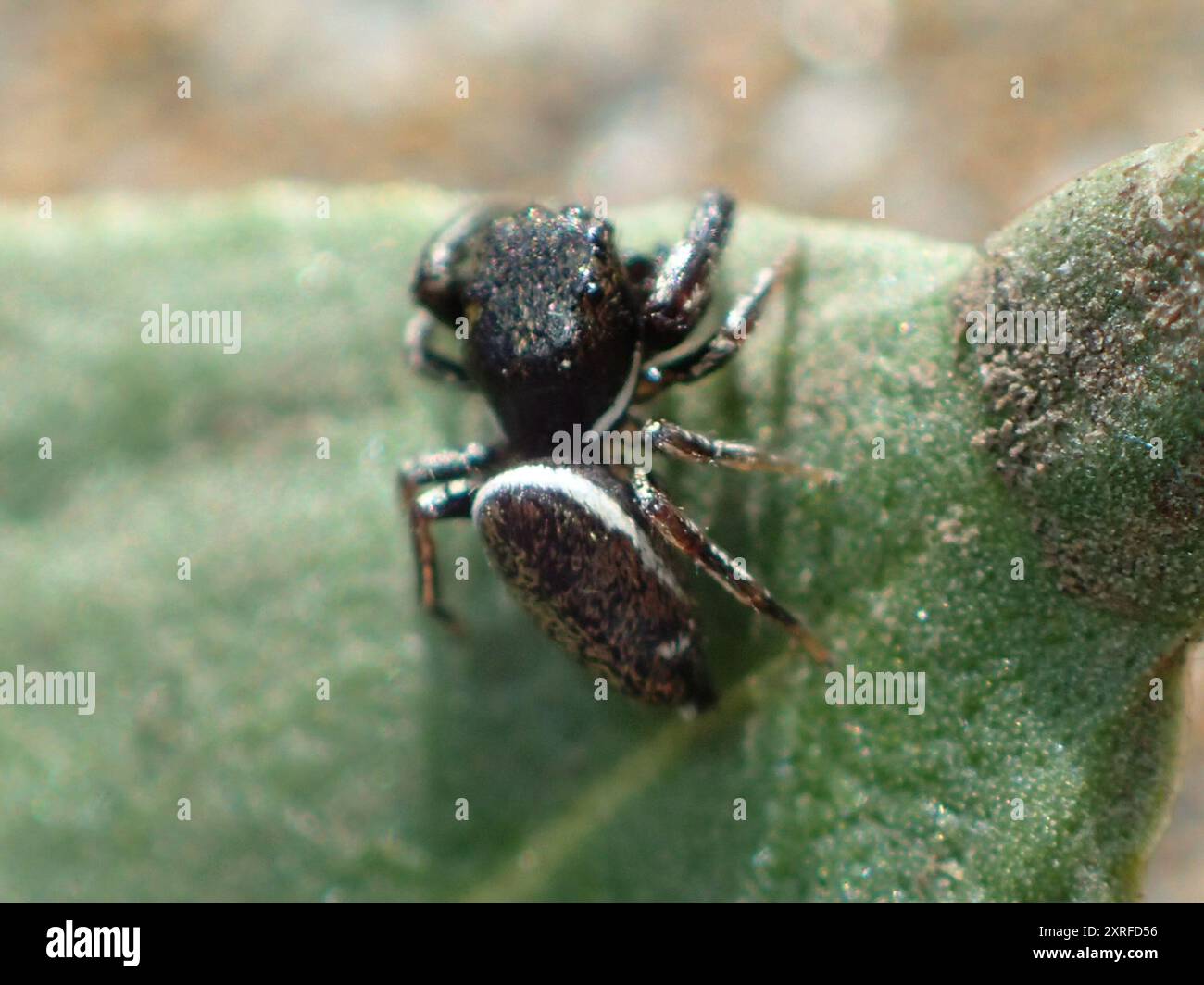 (Sassacus vitis) Arachnida Stock Photo - Alamy