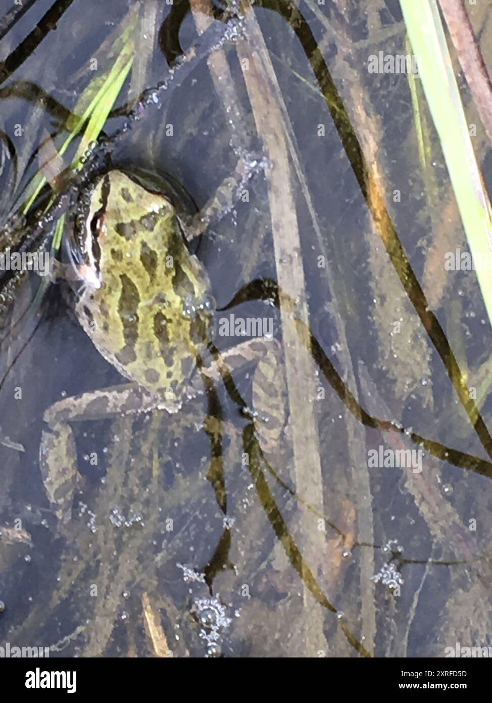 Pacific chorus frog (Pseudacris regilla) Amphibia Stock Photo - Alamy