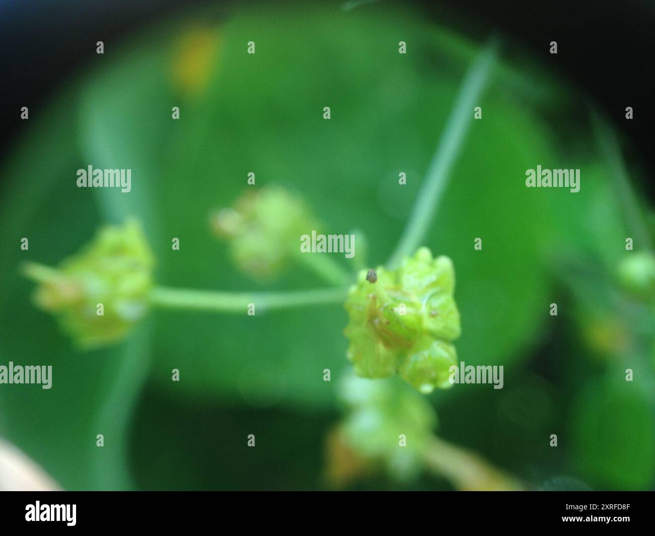 (Janusia guaranitica) Plantae Stock Photo - Alamy