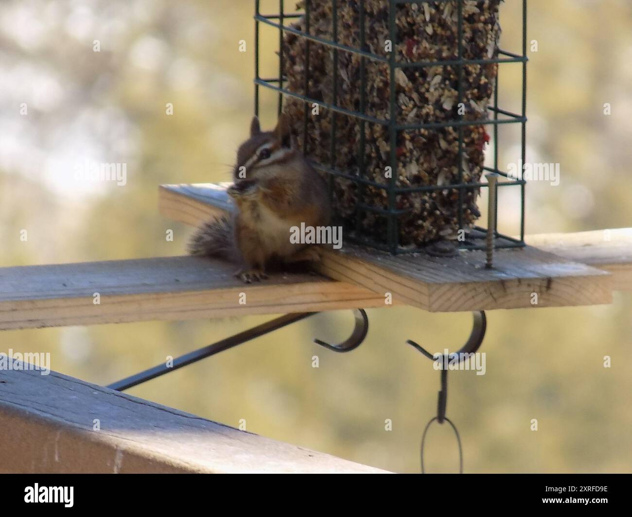 Cliff Chipmunk (Neotamias dorsalis) Mammalia Stock Photo - Alamy