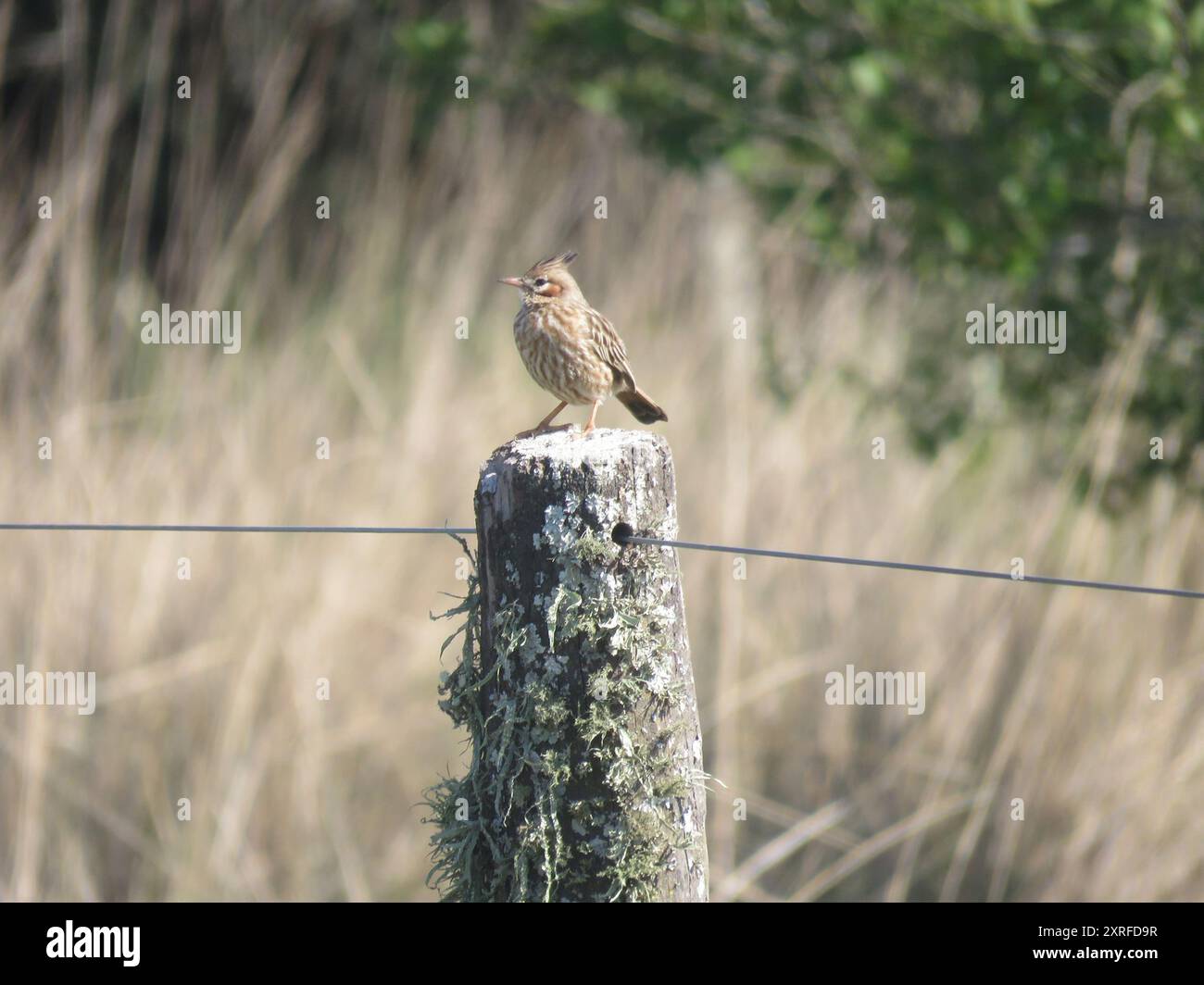 Lark-like Brushrunner (Coryphistera alaudina) Aves Stock Photo - Alamy