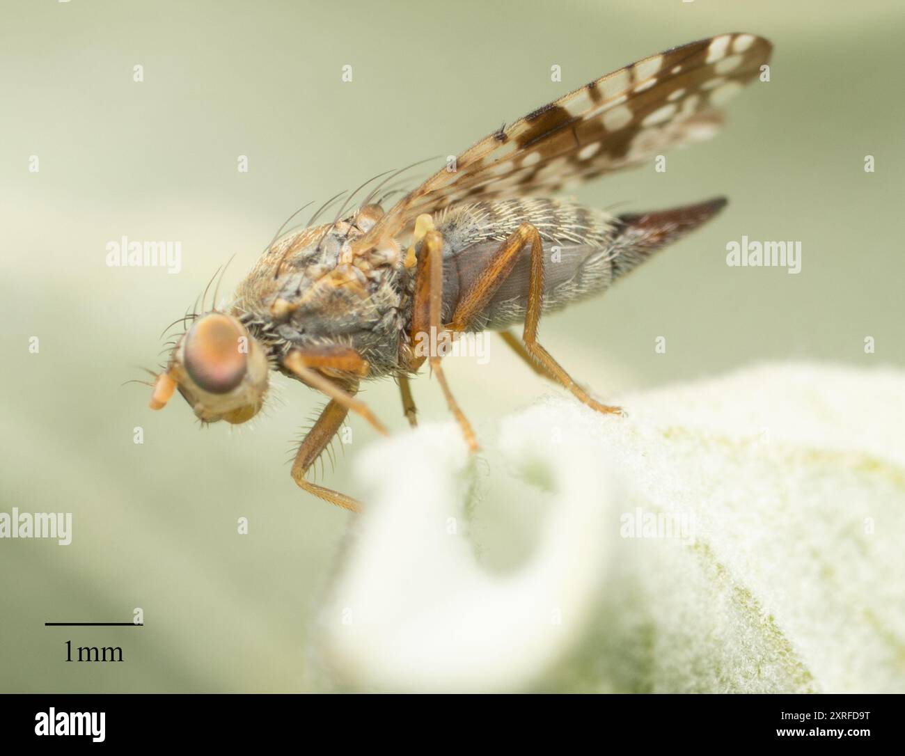 Sunflower Seed Maggot (Neotephritis finalis) Insecta Stock Photo - Alamy