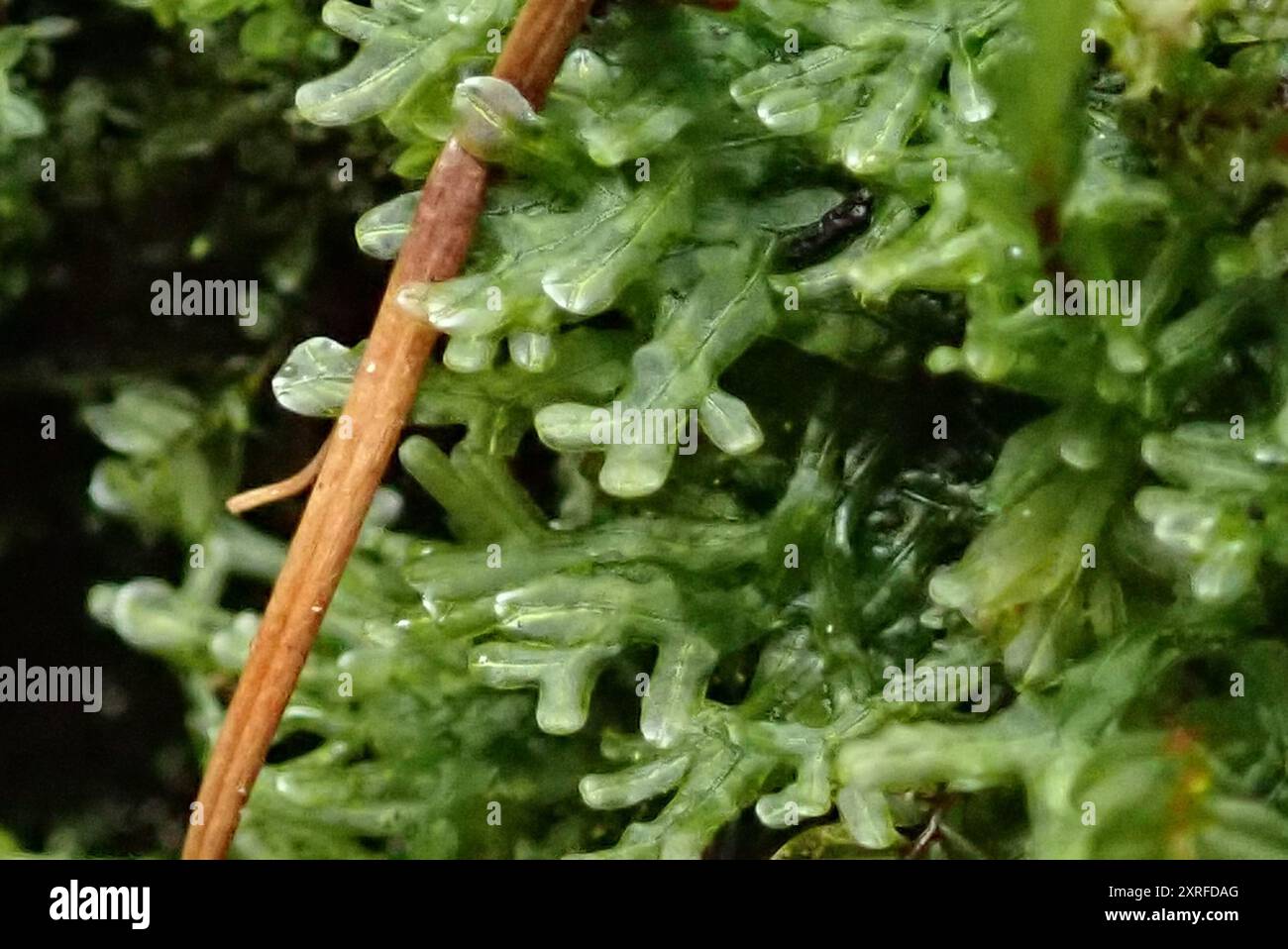 Rock Veilwort (Metzgeria conjugata) Plantae Stock Photo - Alamy