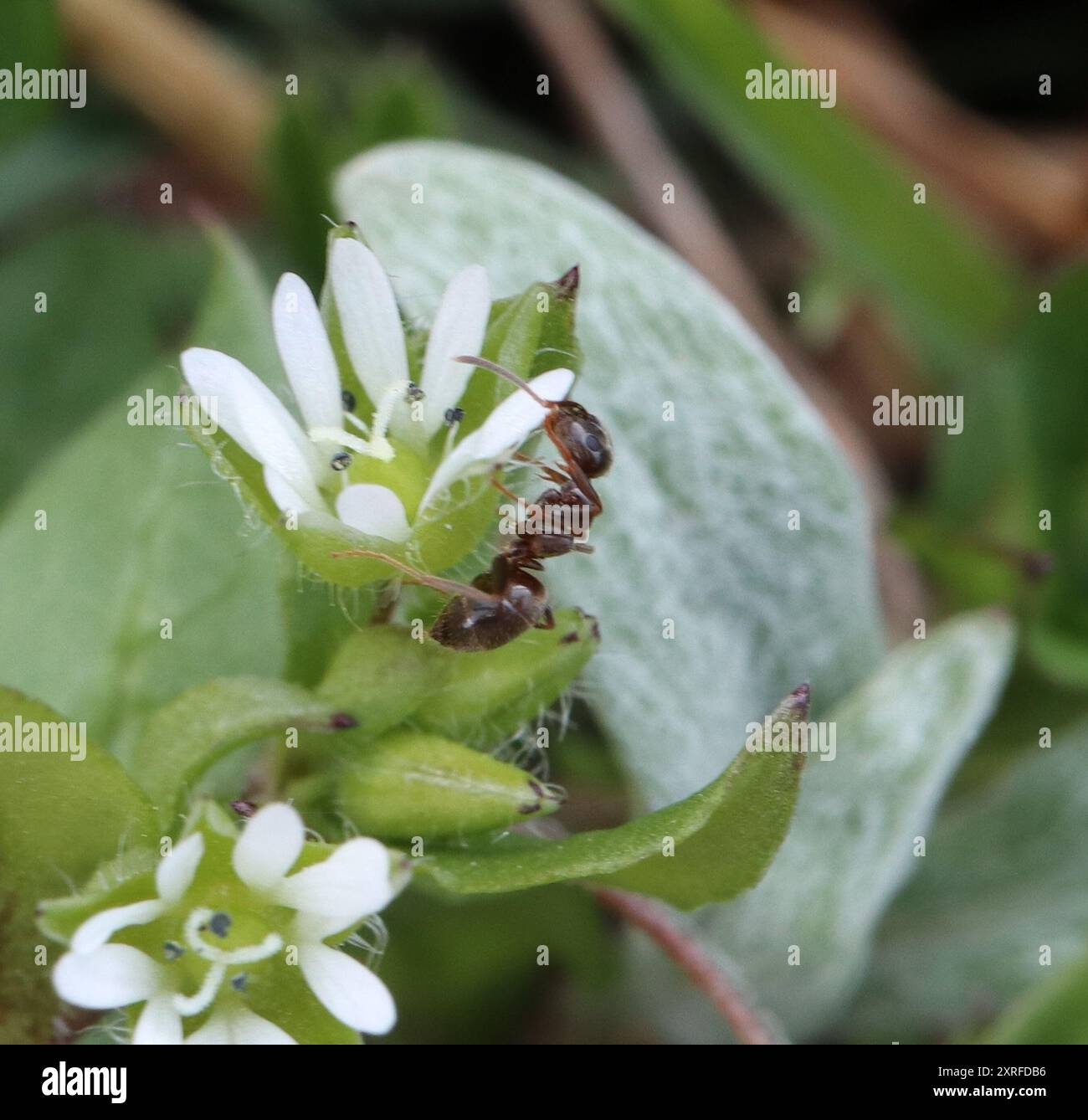 Citronella Ants, Fuzzy Ants, and Allies (Lasius) Insecta Stock Photo ...