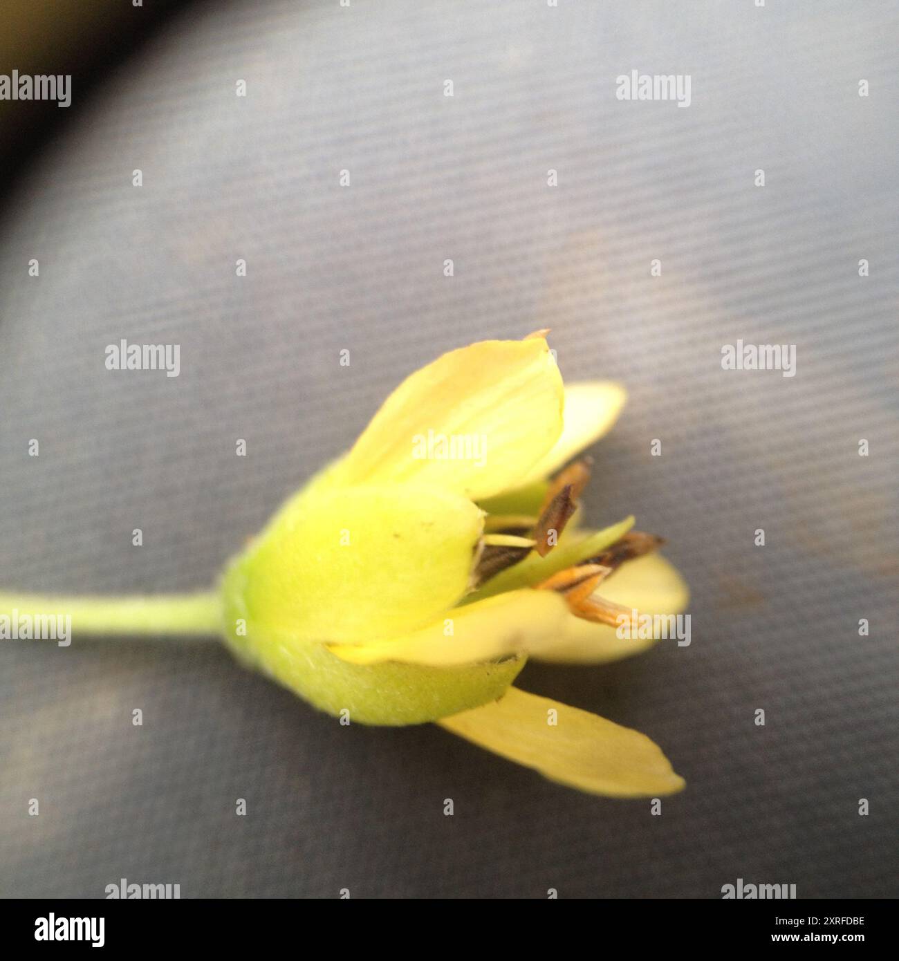 (Bulnesia foliosa) Plantae Stock Photo - Alamy