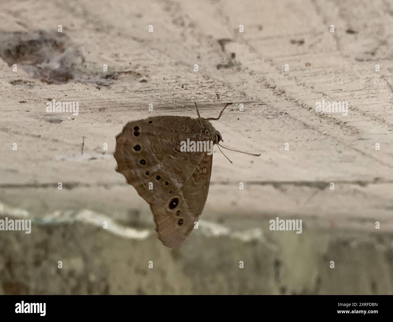(Neope muirheadii nagasawae) Insecta Stock Photo - Alamy