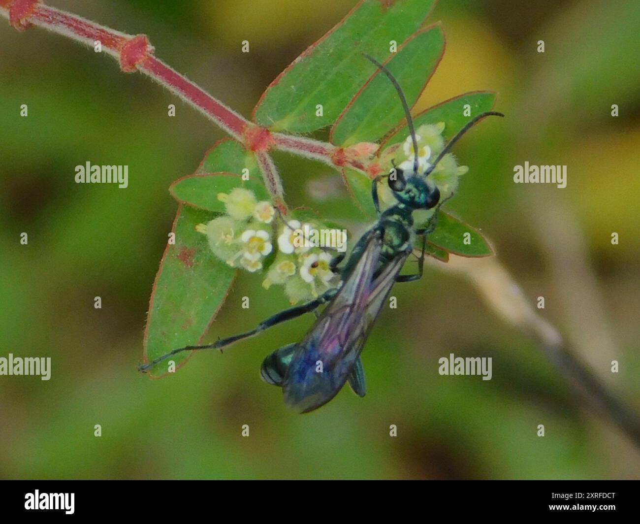 Blue Mud-dauber Wasps (Chalybion) Insecta Stock Photo - Alamy