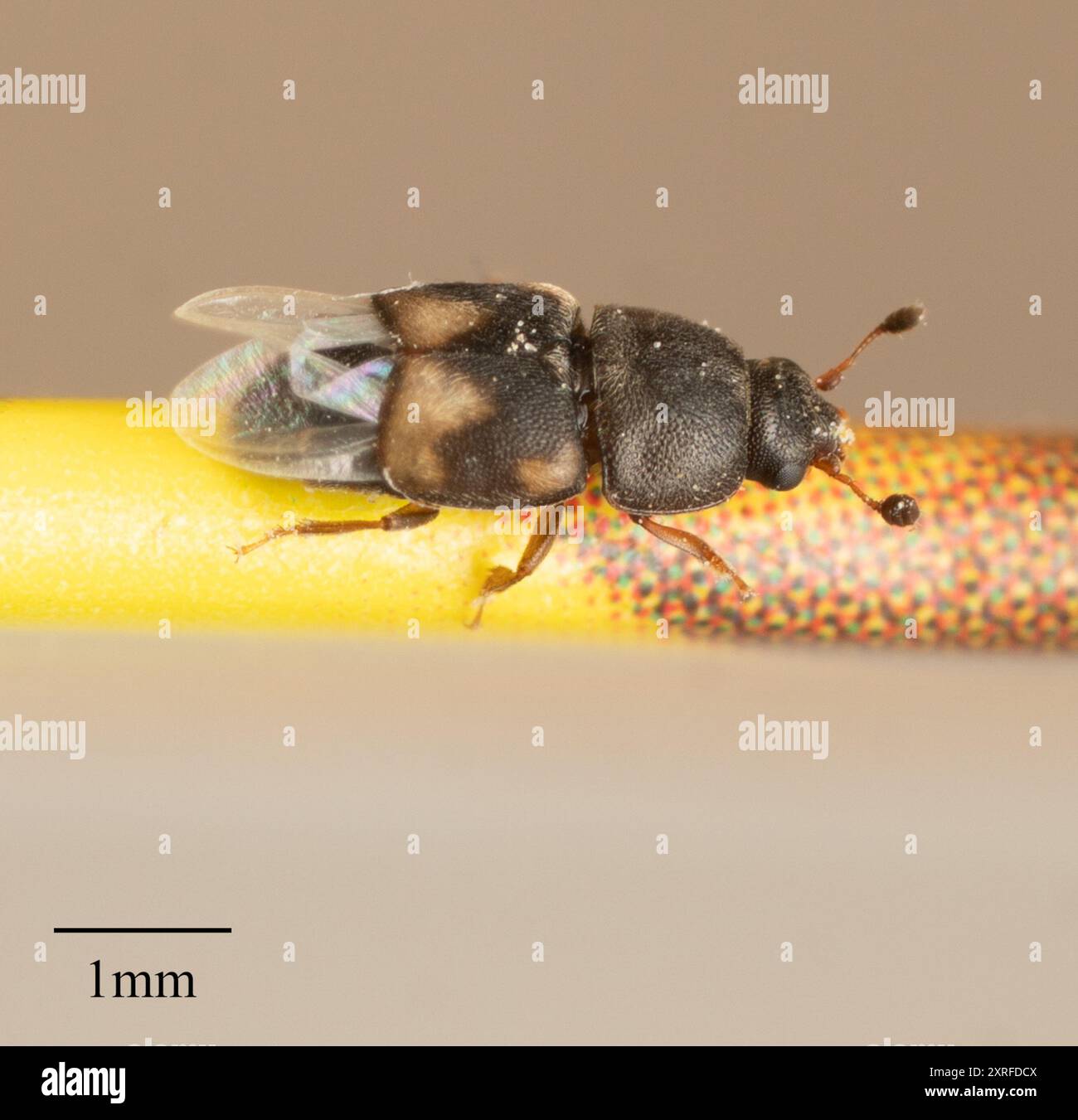 Dried Fruit Beetle (Carpophilus hemipterus) Insecta Stock Photo - Alamy