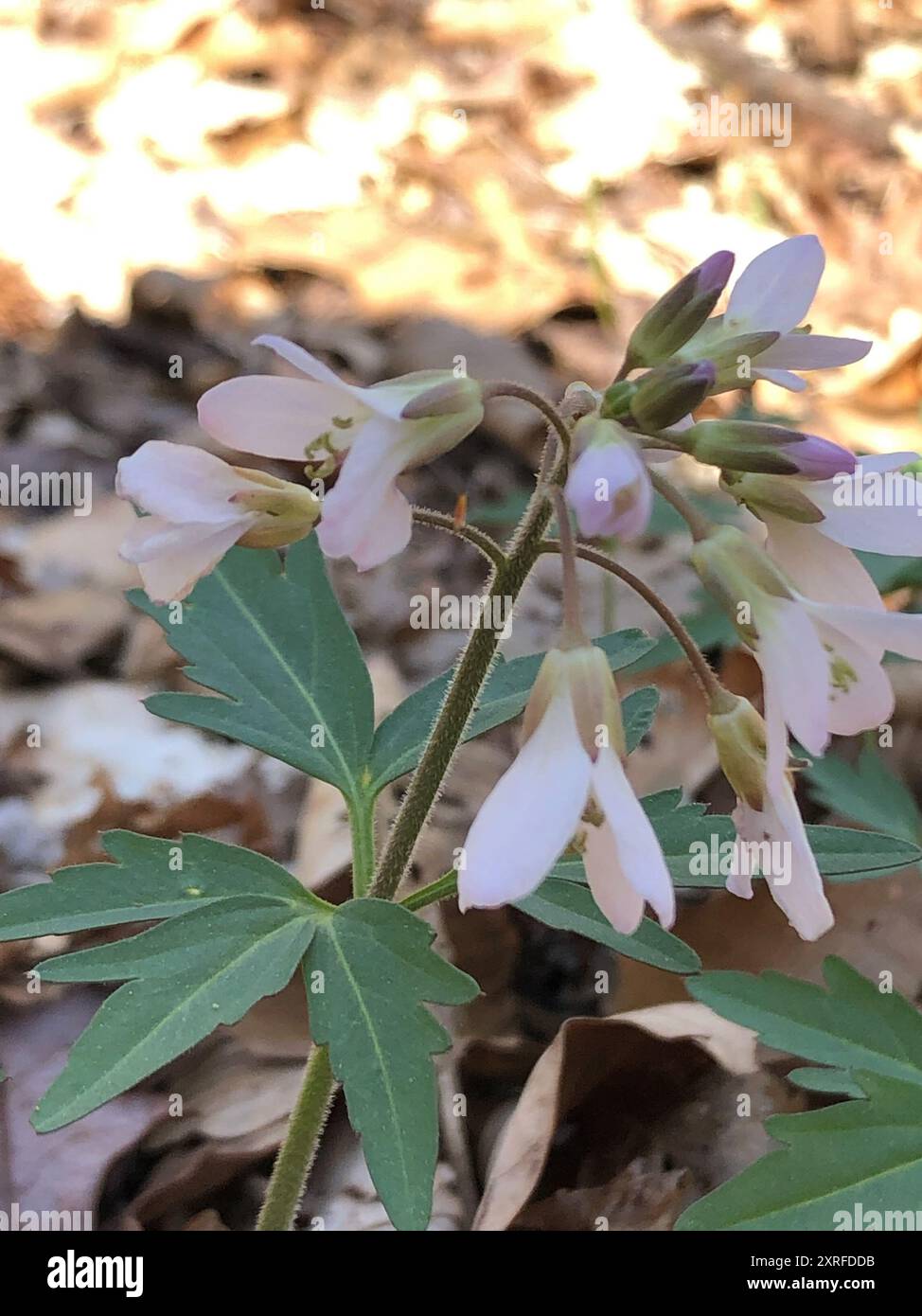 Slender toothwort (Cardamine angustata) Plantae Stock Photo - Alamy