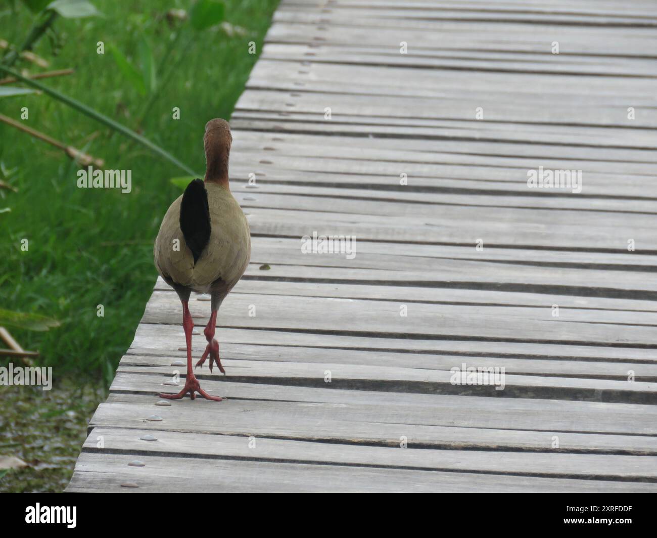 Giant Wood-Rail (Aramides ypecaha) Aves Stock Photo - Alamy