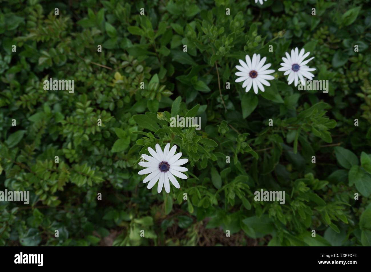 trailing African daisy (Dimorphotheca fruticosa) Plantae Stock Photo ...