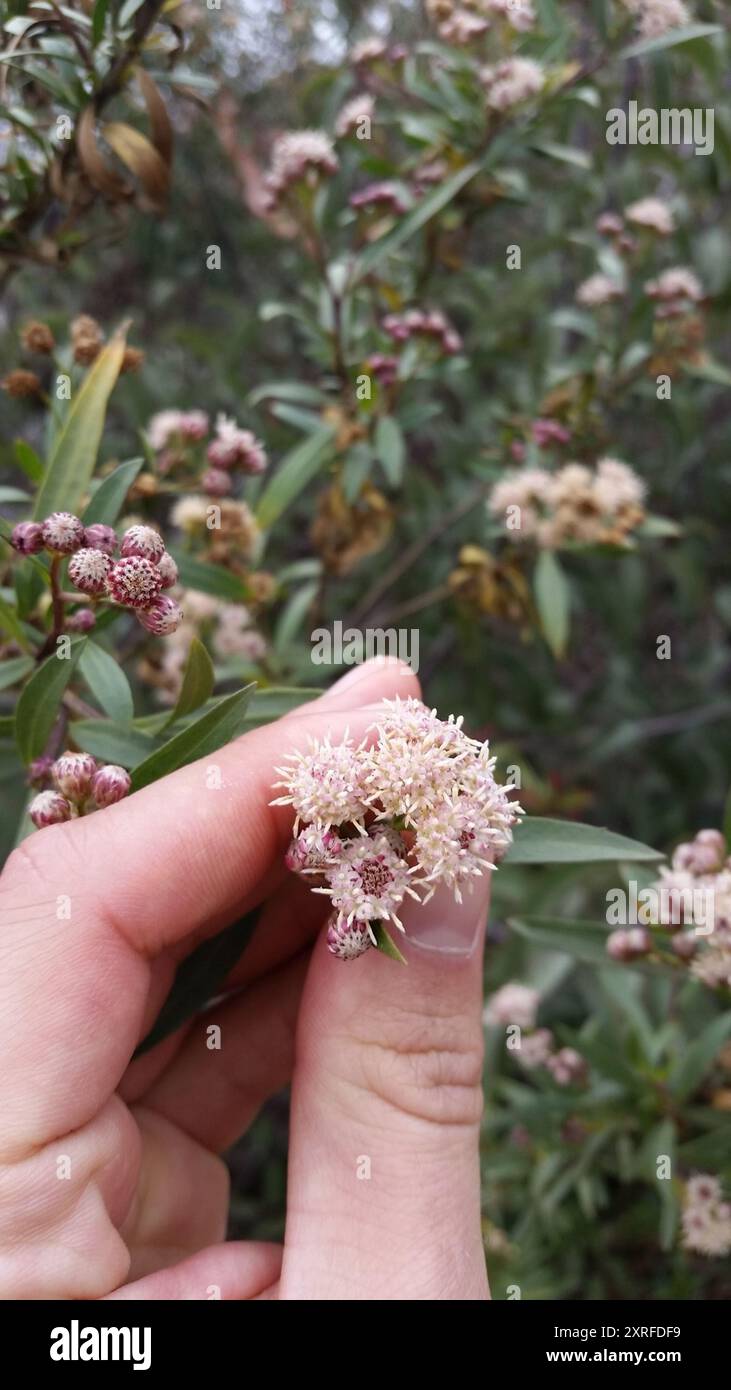 mule fat (Baccharis salicifolia) Plantae Stock Photo - Alamy