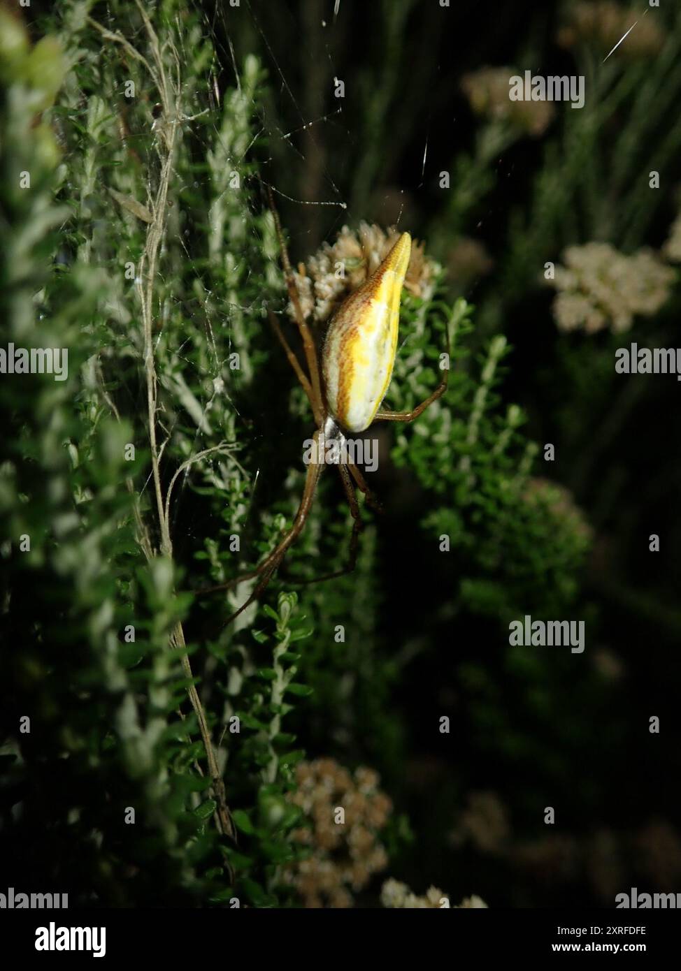 Tailed Forest Spider (Argiope protensa) Arachnida Stock Photo - Alamy