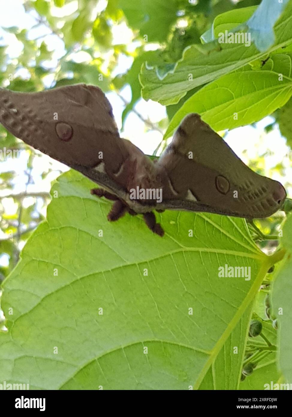 Emperor Gum Moth (Opodiphthera eucalypti) Insecta Stock Photo - Alamy