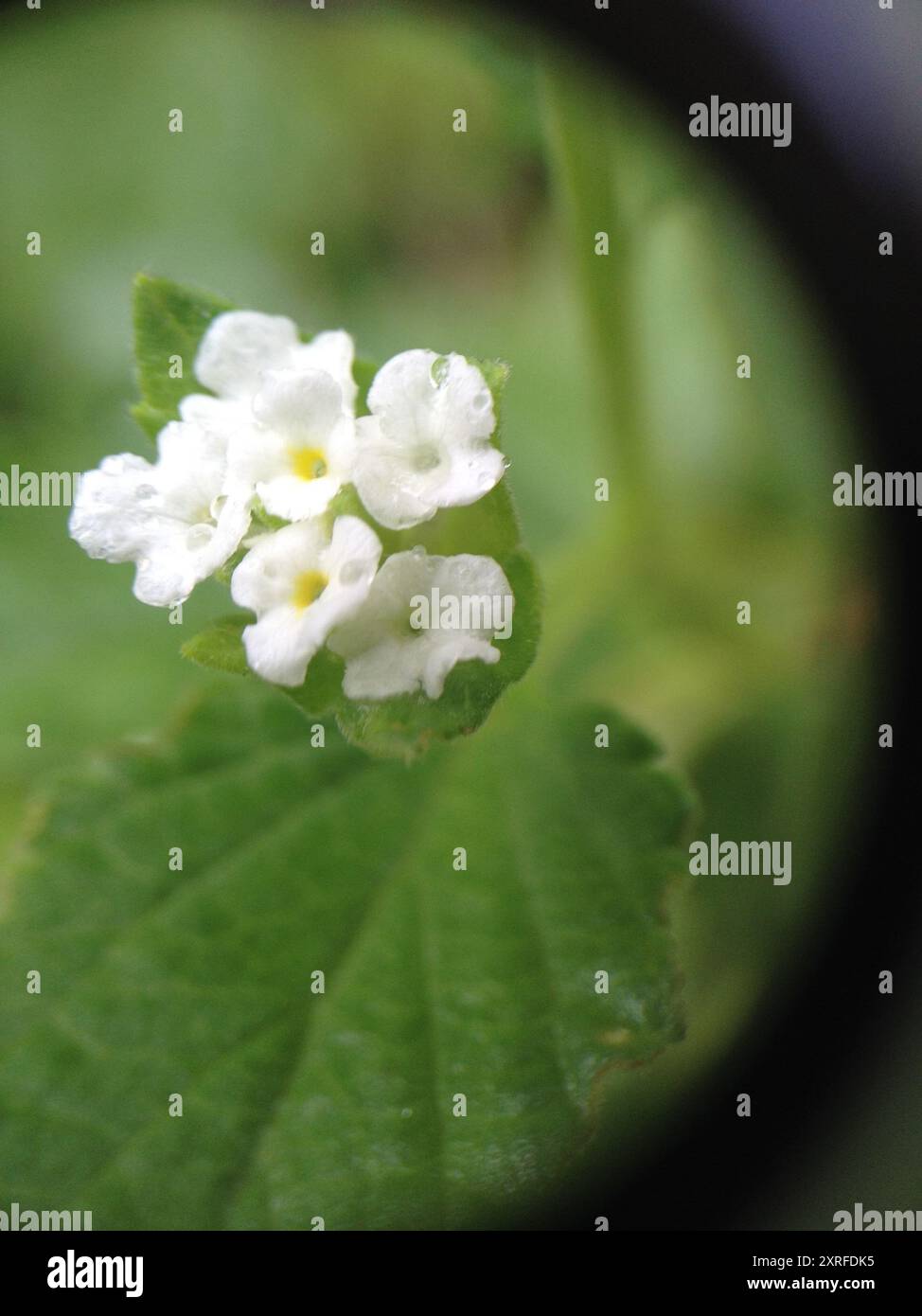 lantanas (Lantana) Plantae Stock Photo - Alamy
