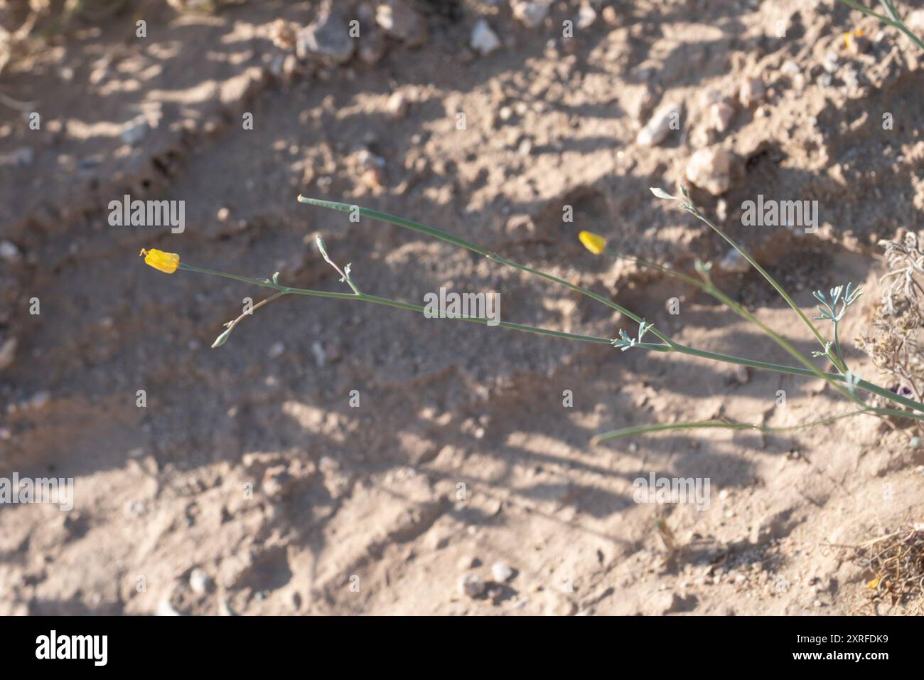 Little Gold Poppy (Eschscholzia minutiflora) Plantae Stock Photo - Alamy