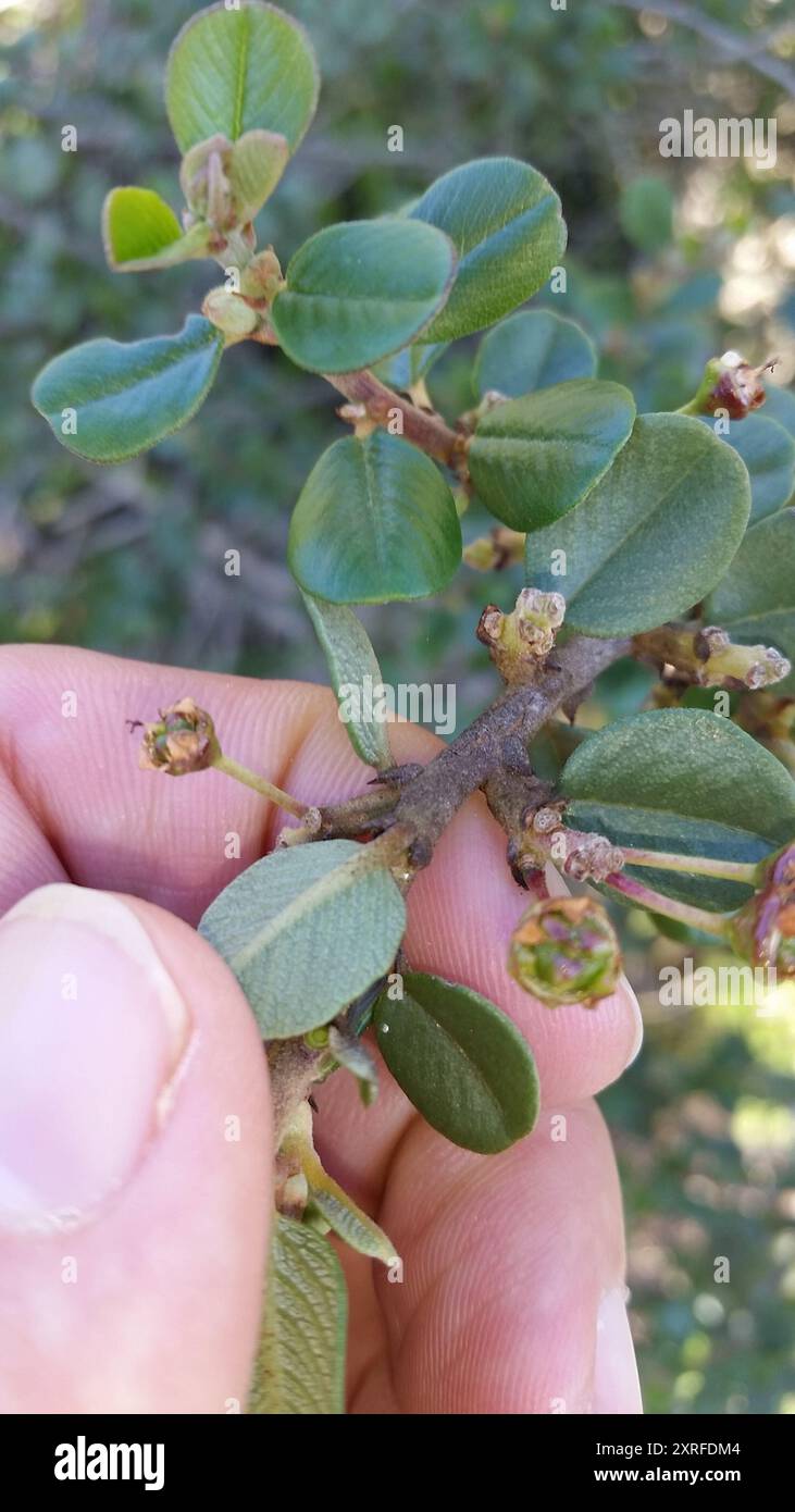 Wart-stemmed Ceanothus (Ceanothus verrucosus) Plantae Stock Photo - Alamy