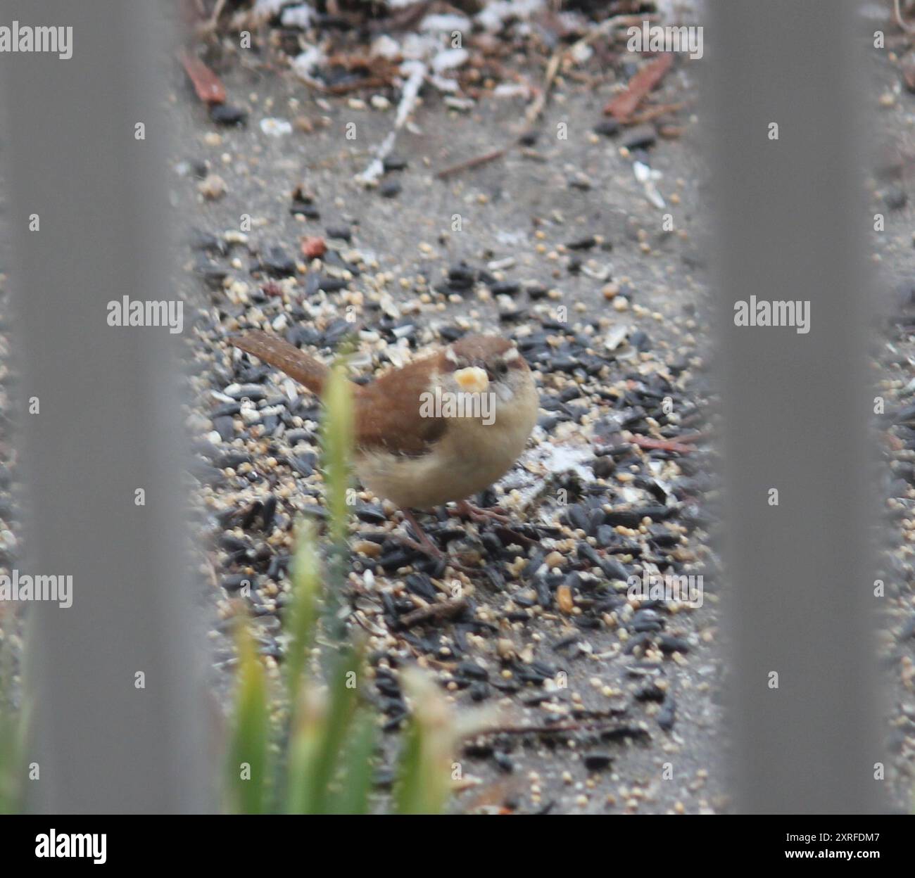 Carolina Wren (Thryothorus ludovicianus) Aves Stock Photo - Alamy