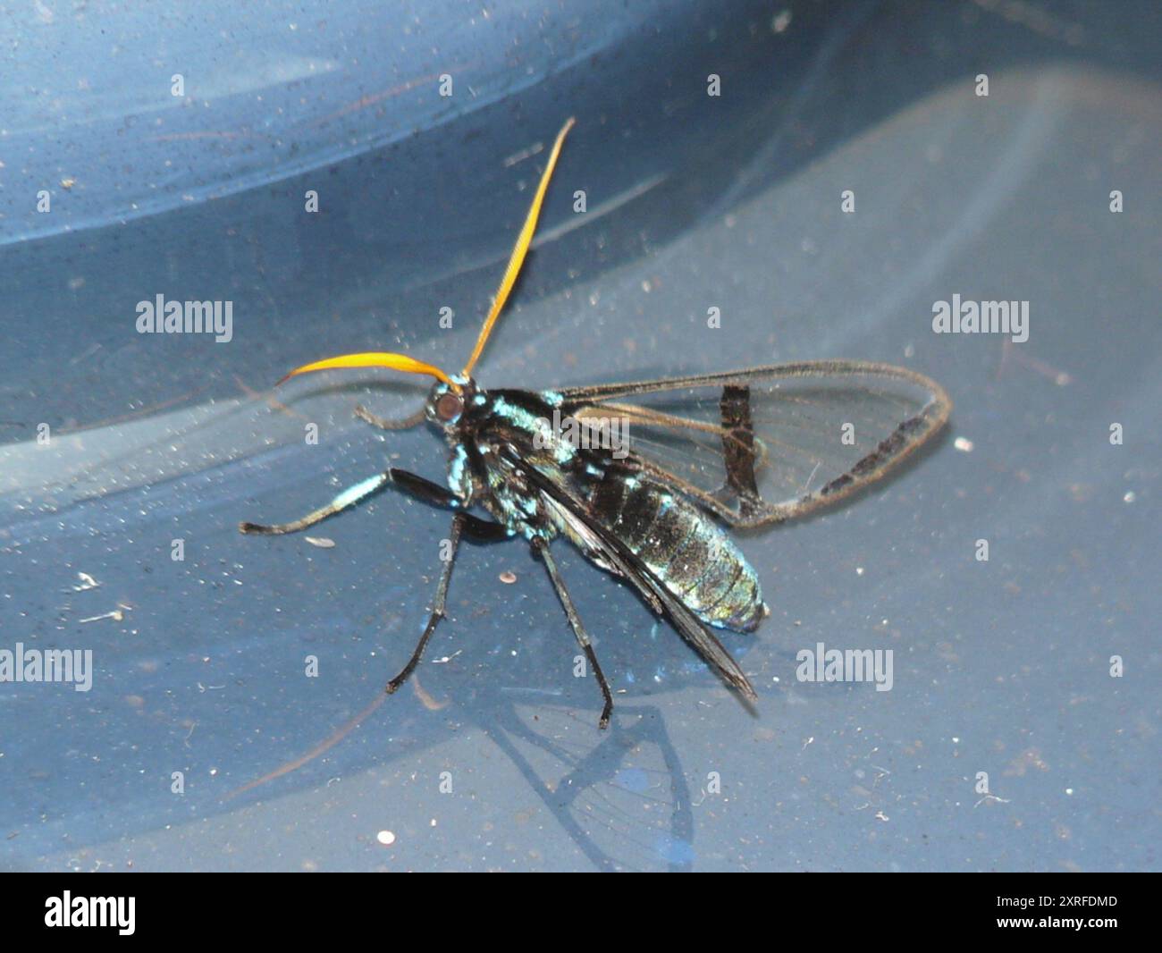 (Nyridela chalciope) Insecta Stock Photo - Alamy