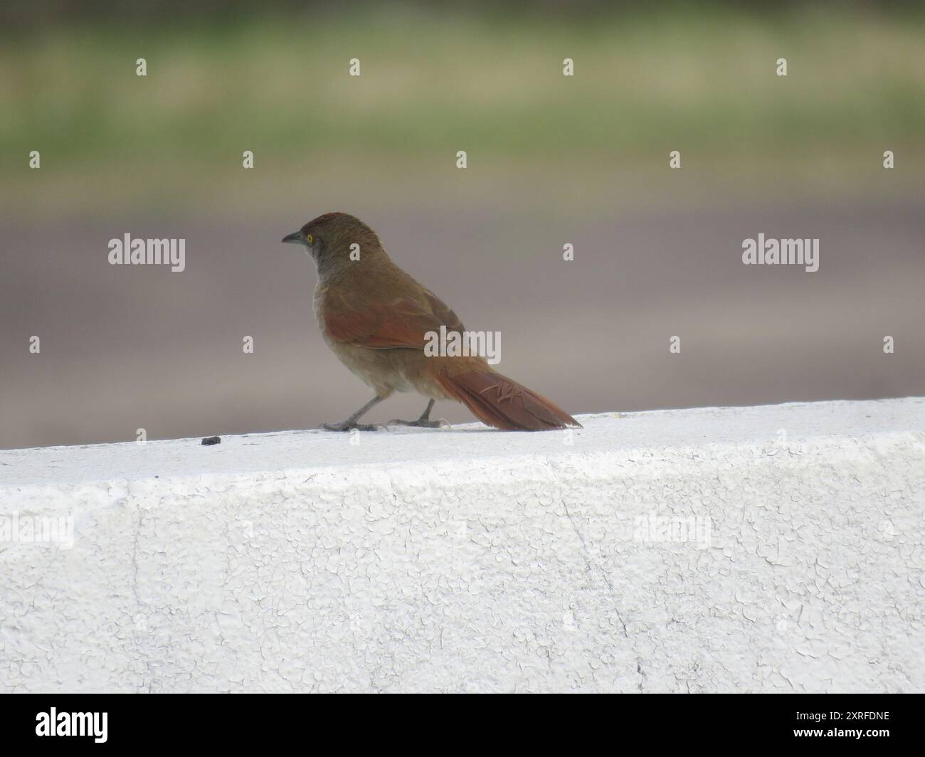 Greater Thornbird (Phacellodomus ruber) Aves Stock Photo - Alamy