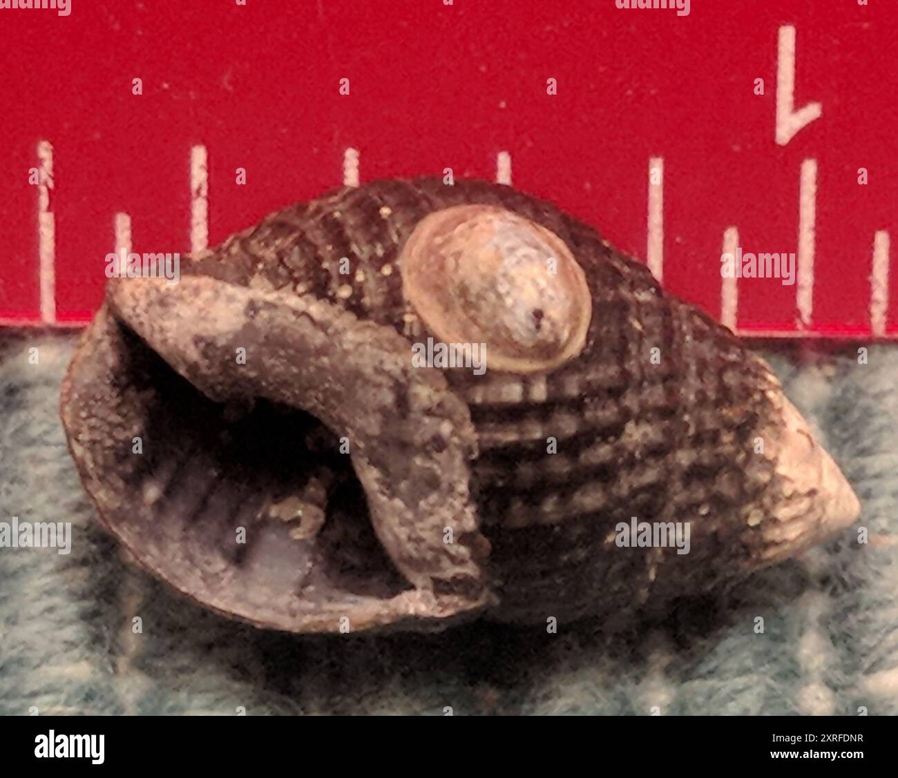 Convex Slippersnail (Crepidula convexa) Mollusca Stock Photo - Alamy