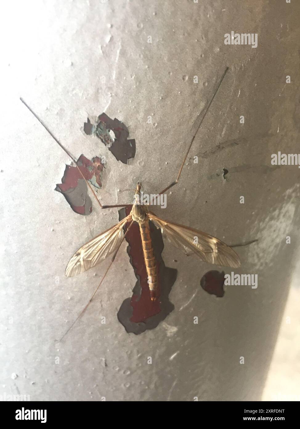 Large Crane Flies (Tipulidae) Insecta Stock Photo - Alamy