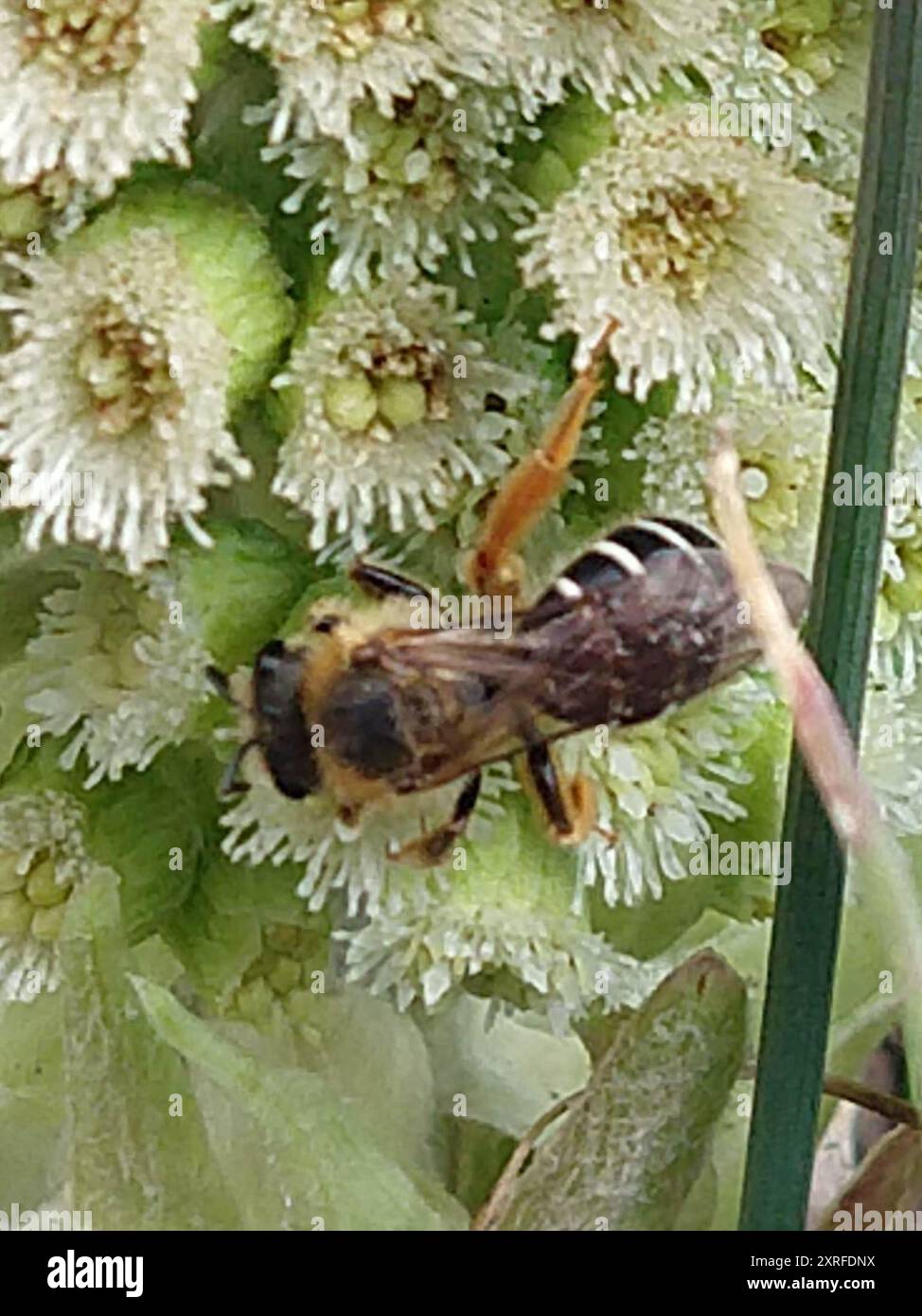 Furrow Bees (Halictus) Insecta Stock Photo - Alamy
