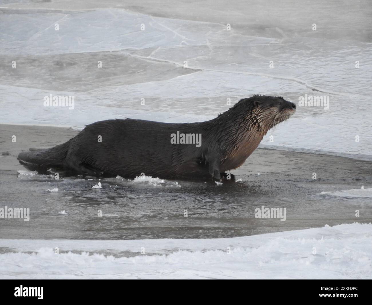 North American River Otter (Lontra canadensis) Mammalia Stock Photo - Alamy