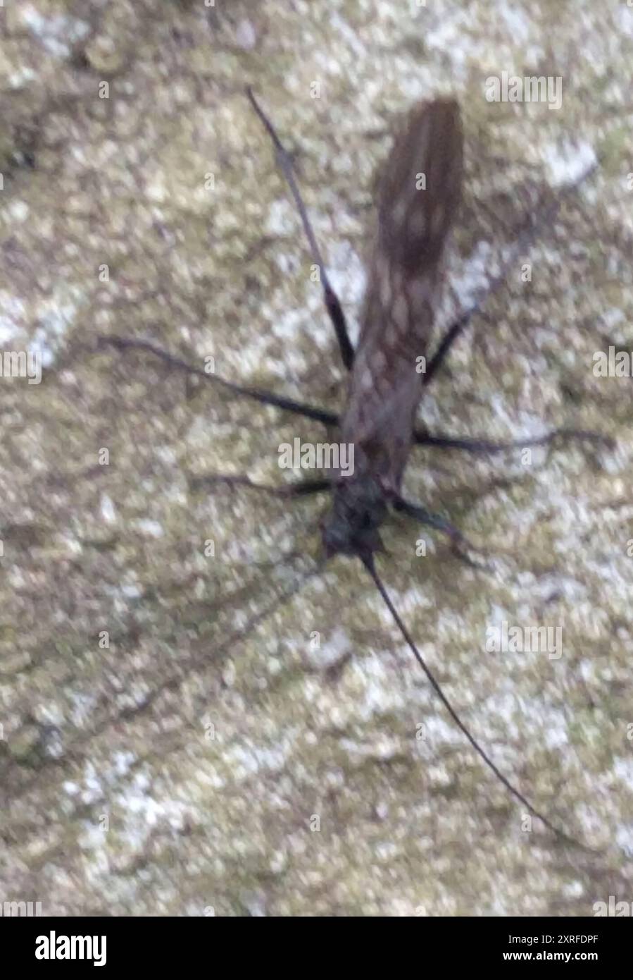Winter Stoneflies (Taeniopterygidae) Insecta Stock Photo - Alamy