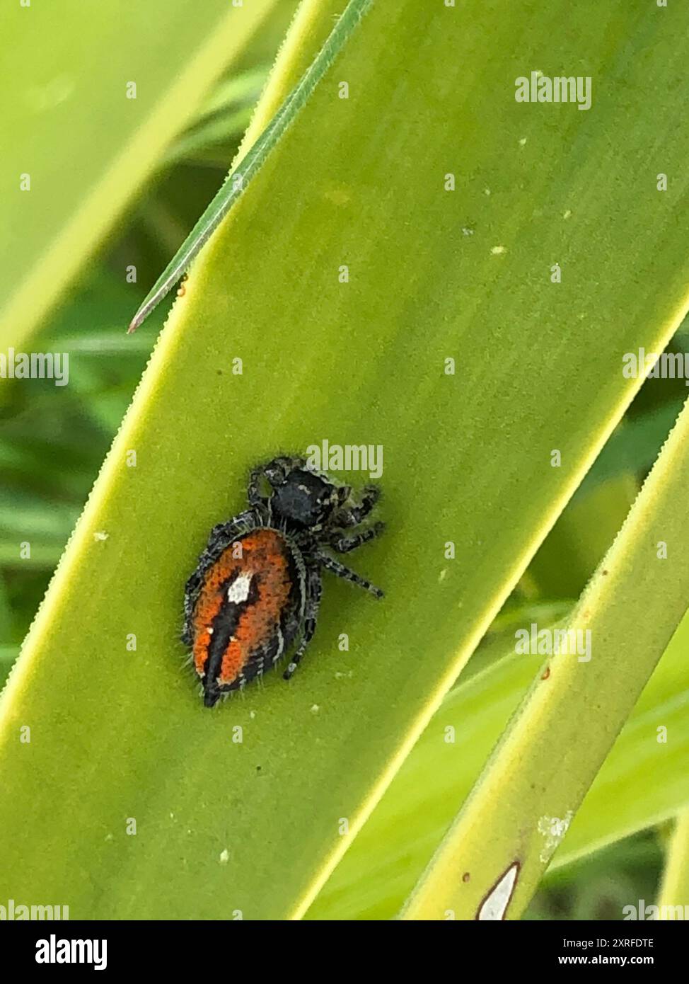 Phoenix Jumping Spider (Phidippus phoenix) Arachnida Stock Photo - Alamy