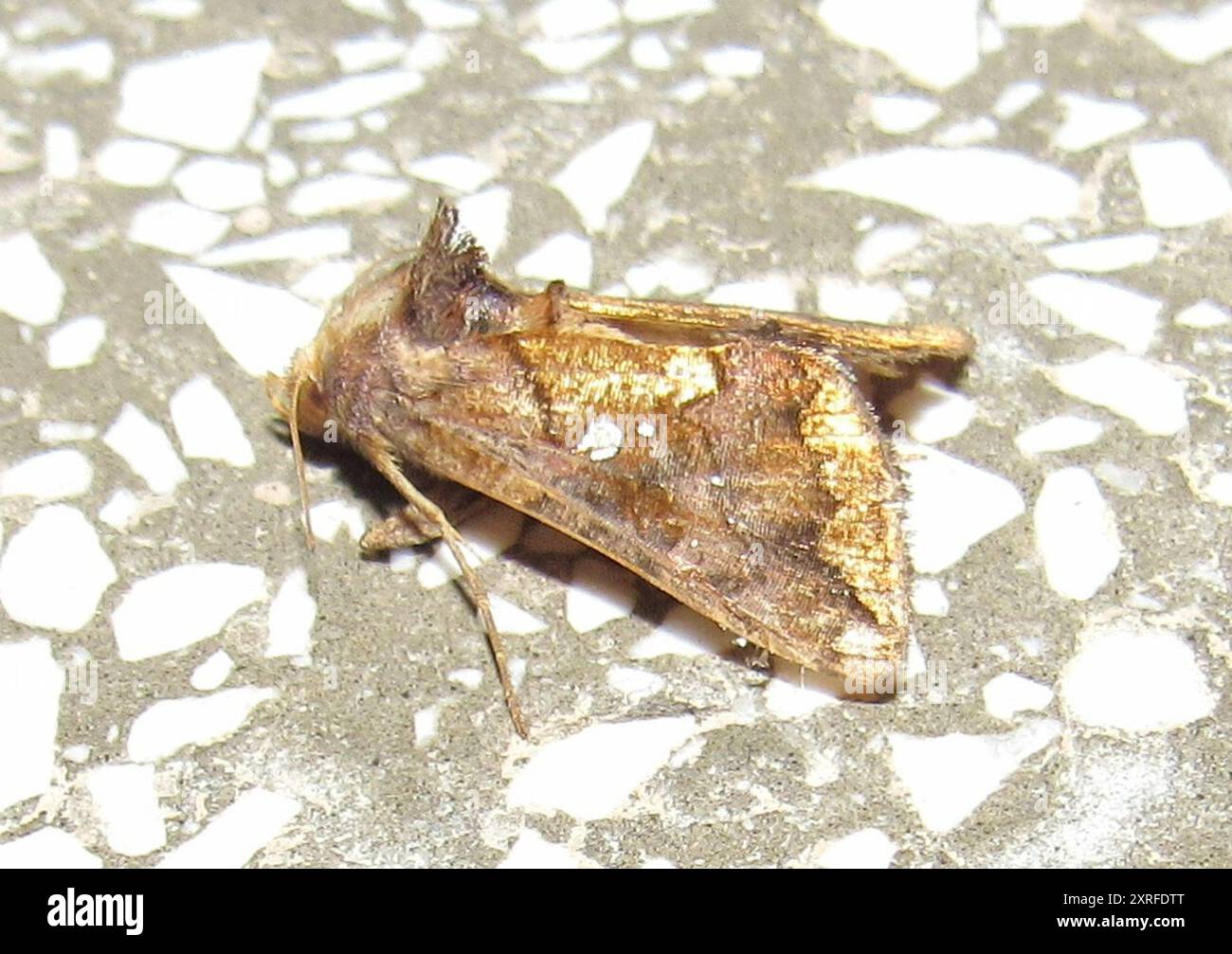 Argyrogramma verruca hi-res stock photography and images - Alamy