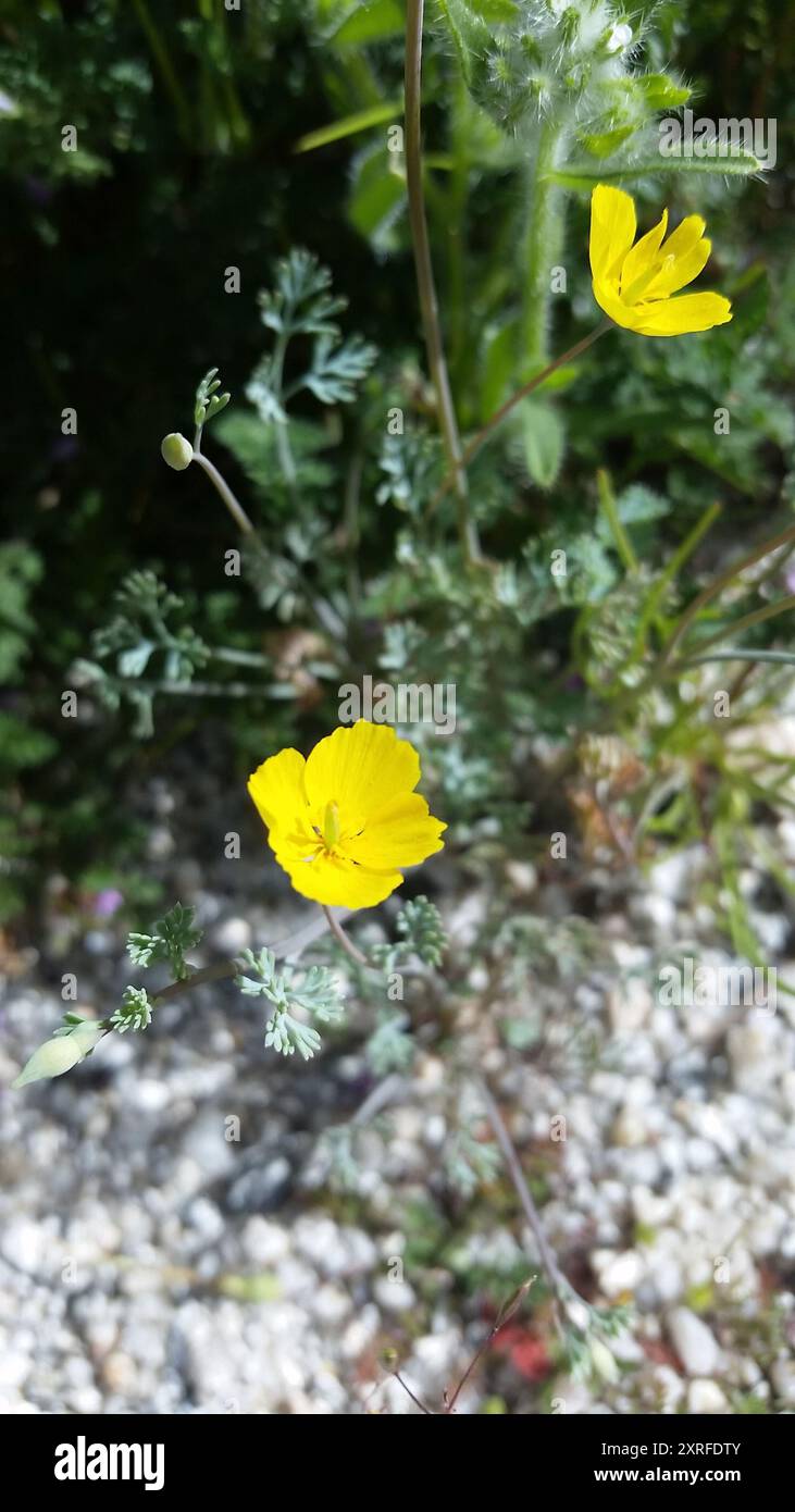 Little Gold Poppy (Eschscholzia minutiflora) Plantae Stock Photo - Alamy