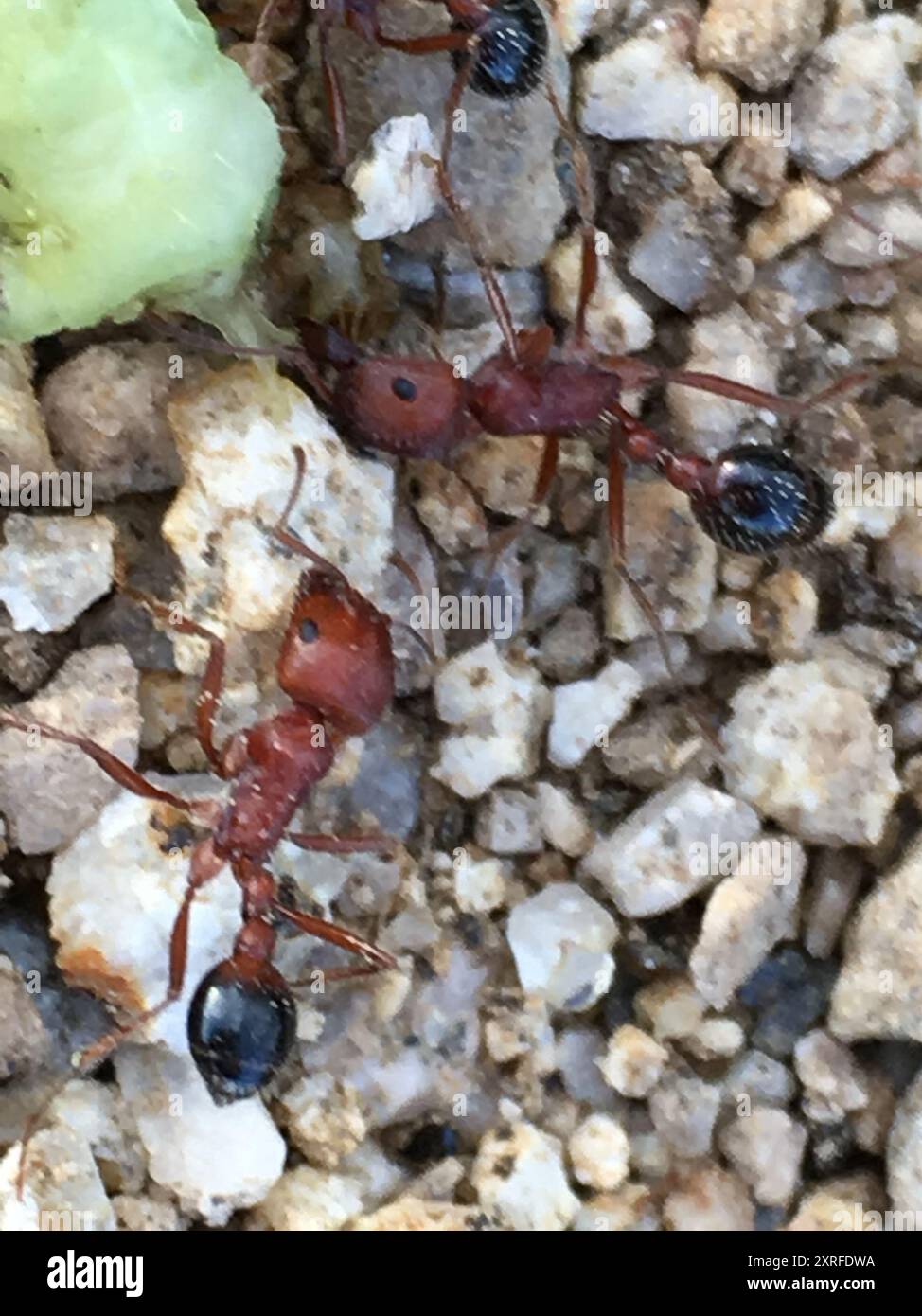 California Harvester Ant (Pogonomyrmex californicus) Insecta Stock ...