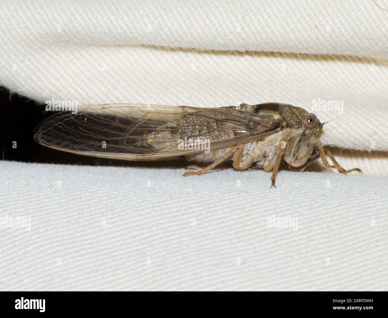 Typical Cicadas (Cicadidae) Insecta Stock Photo - Alamy