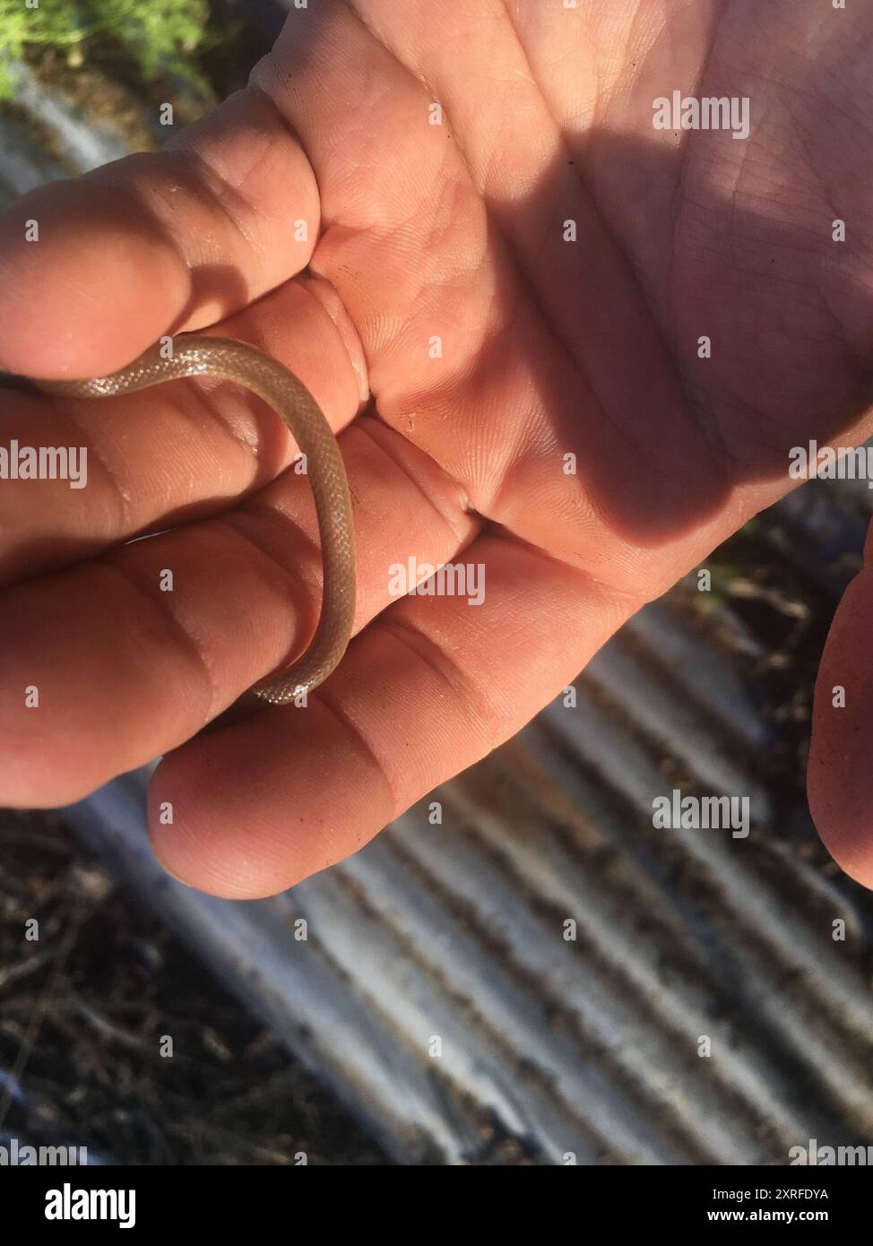 Tantilla snake hi-res stock photography and images - Alamy