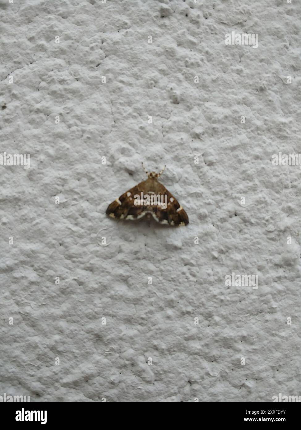 Spotted Beet Webworm Moth (Hymenia perspectalis) Insecta Stock Photo ...