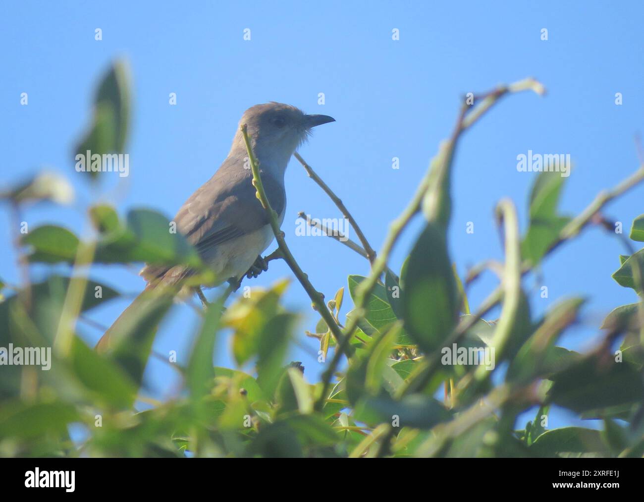 Coccycua hi-res stock photography and images - Alamy