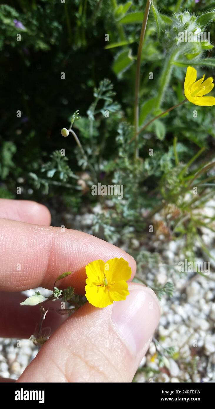 Little Gold Poppy (Eschscholzia minutiflora) Plantae Stock Photo - Alamy