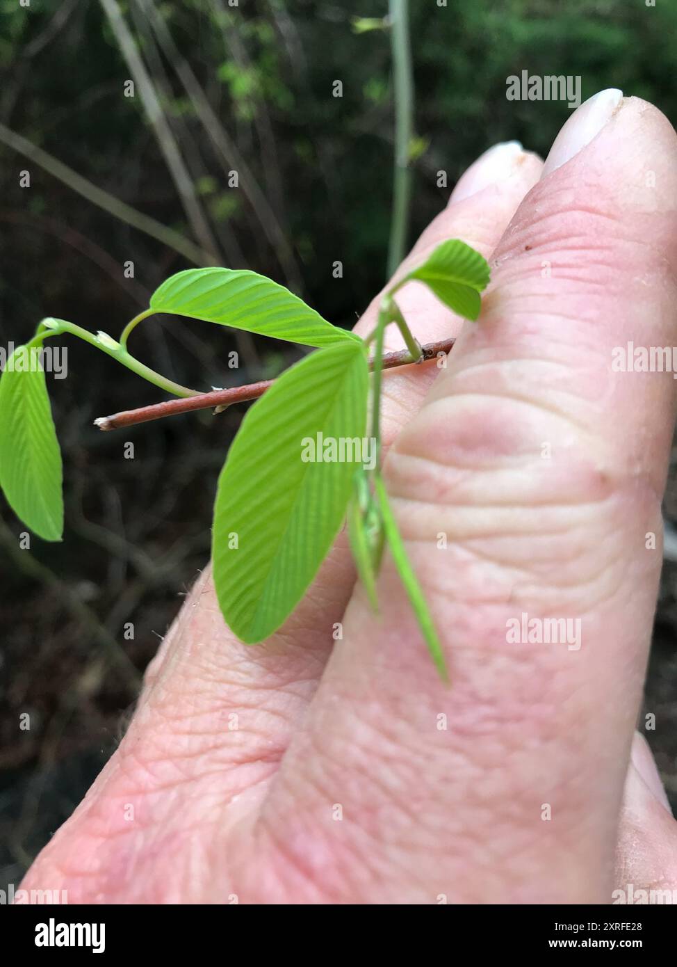 Supplejack (Berchemia scandens) Plantae Stock Photo - Alamy
